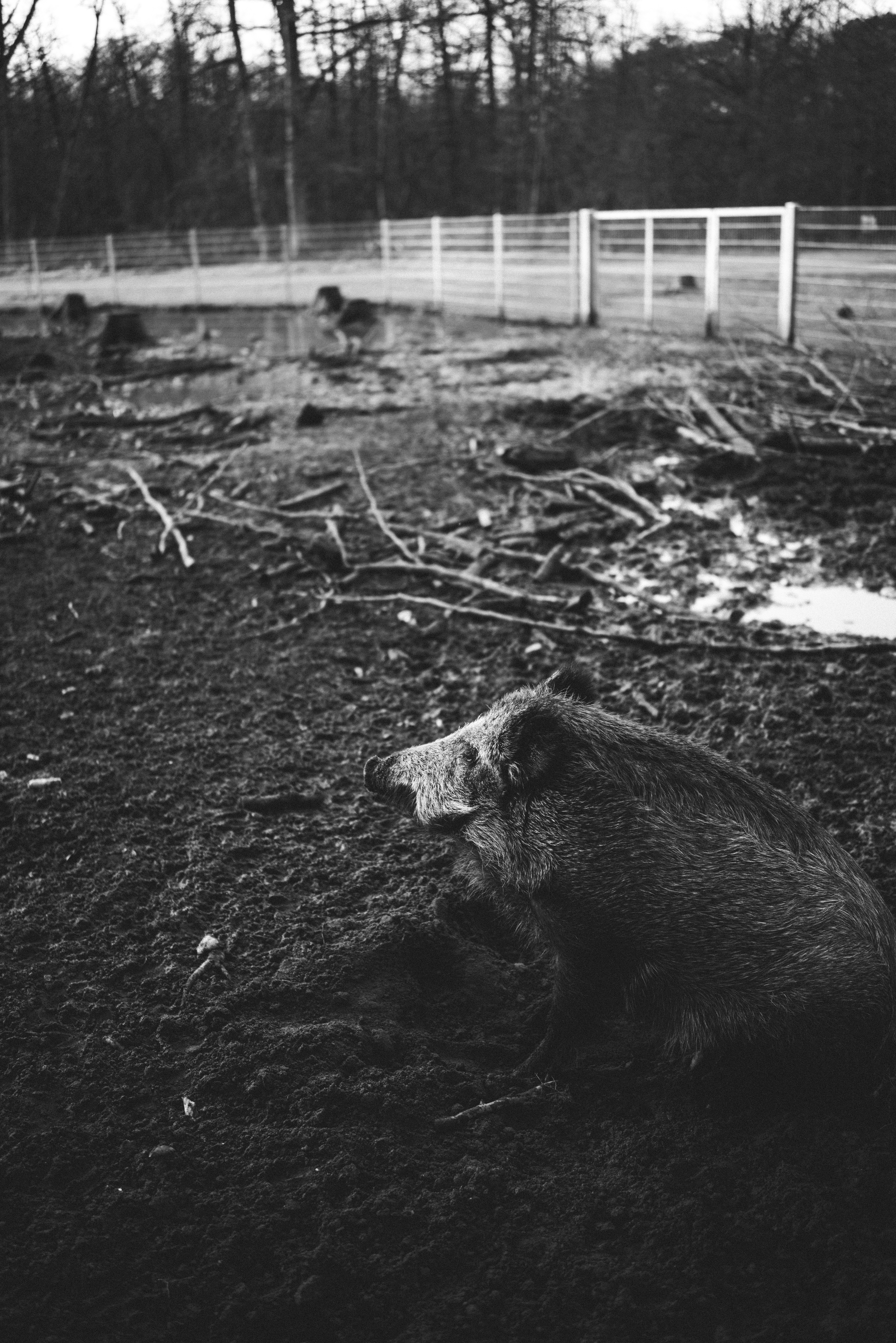 grayscale photography of bear in cage