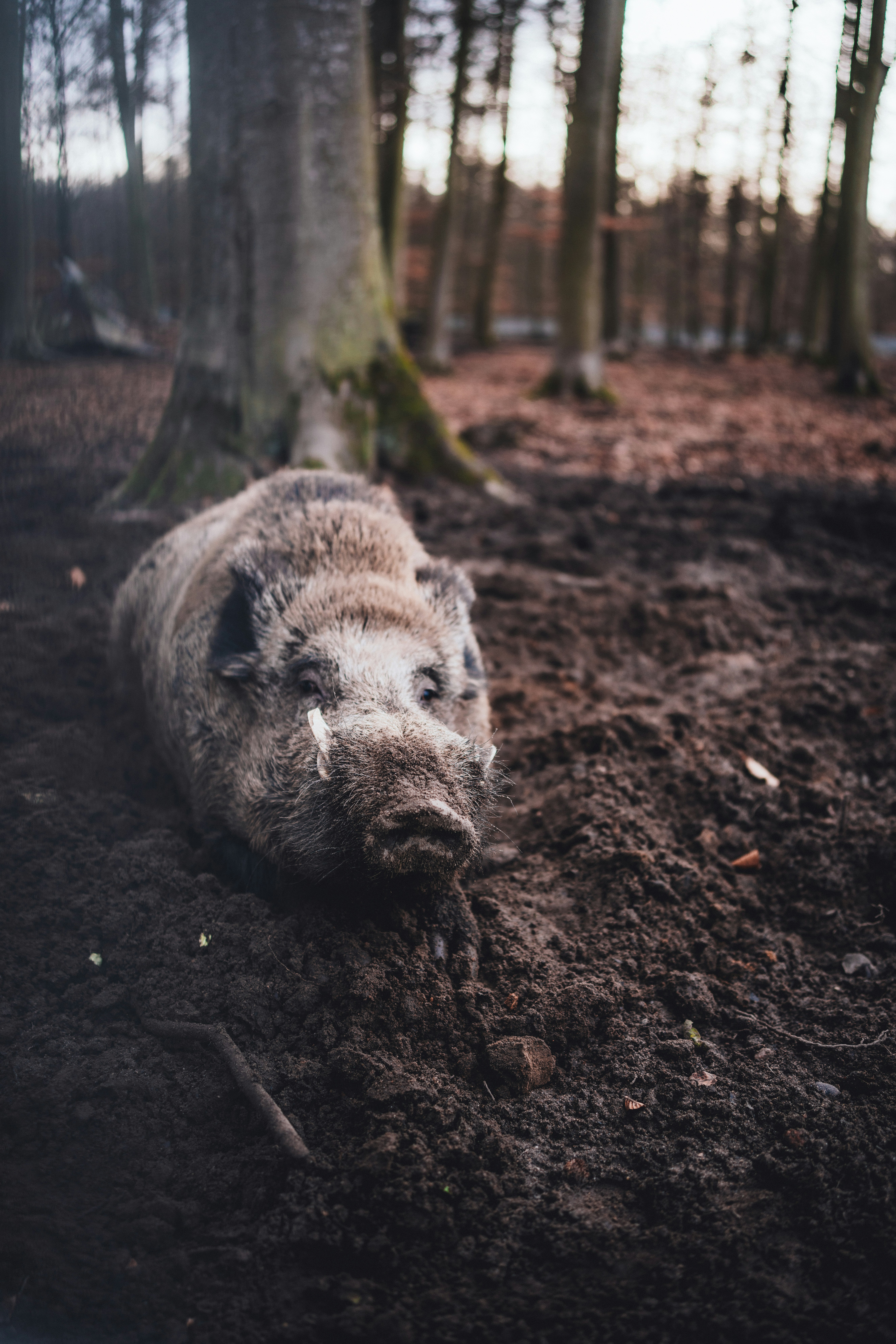 Wild boar resting in a forest clearing surrounded by trees and earthy soil.