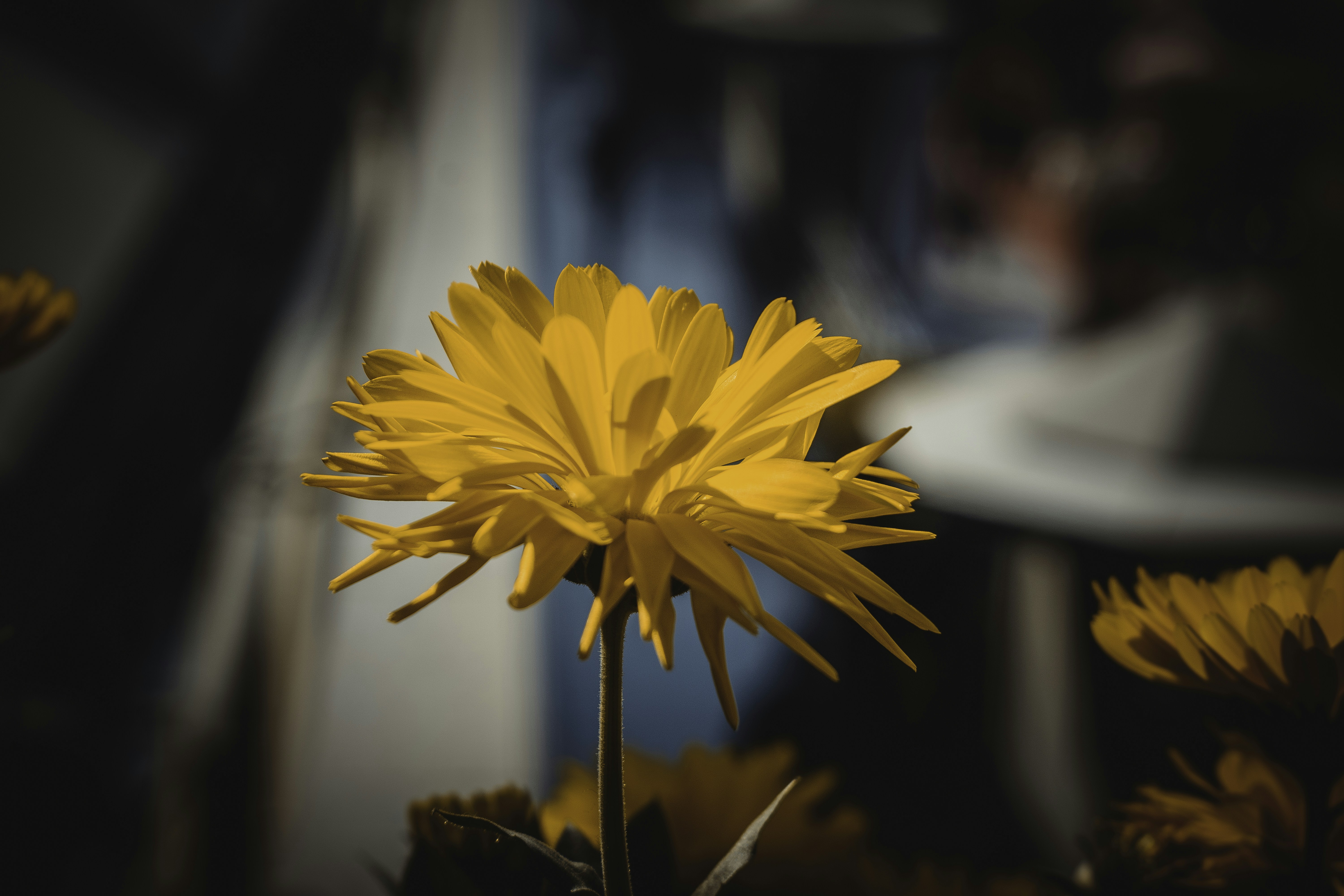 A vibrant yellow flower stands out against a softly blurred background, showcasing its intricate petal structure. The interplay of light and shadow highlights its beauty.
