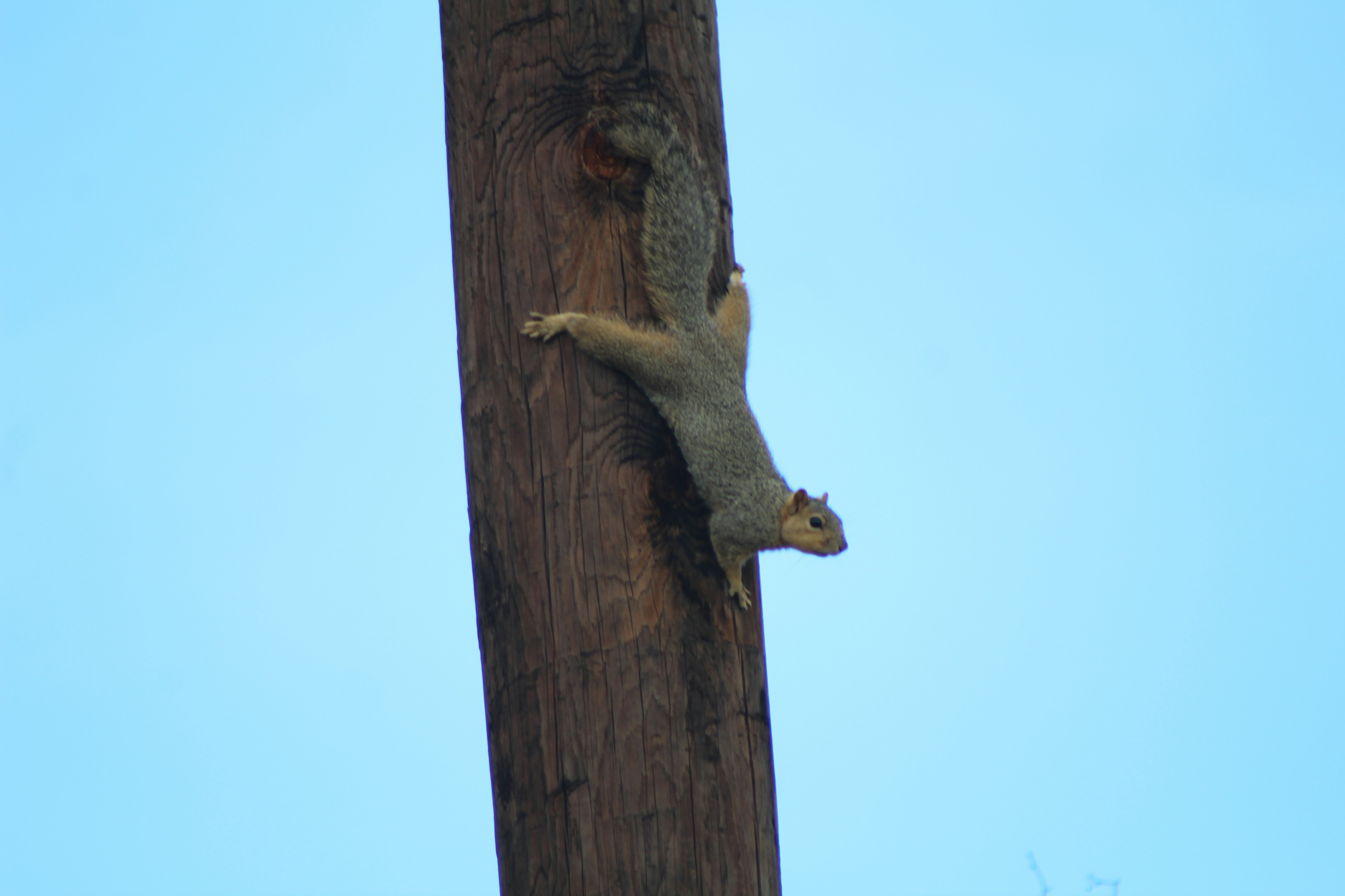 Hello little man!  | brown squirrel on brown tree trunk during daytime