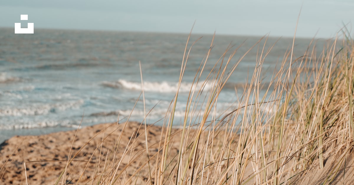 Brown Grass Near Body Of Water During Daytime Photo Free Grey Image On Unsplash