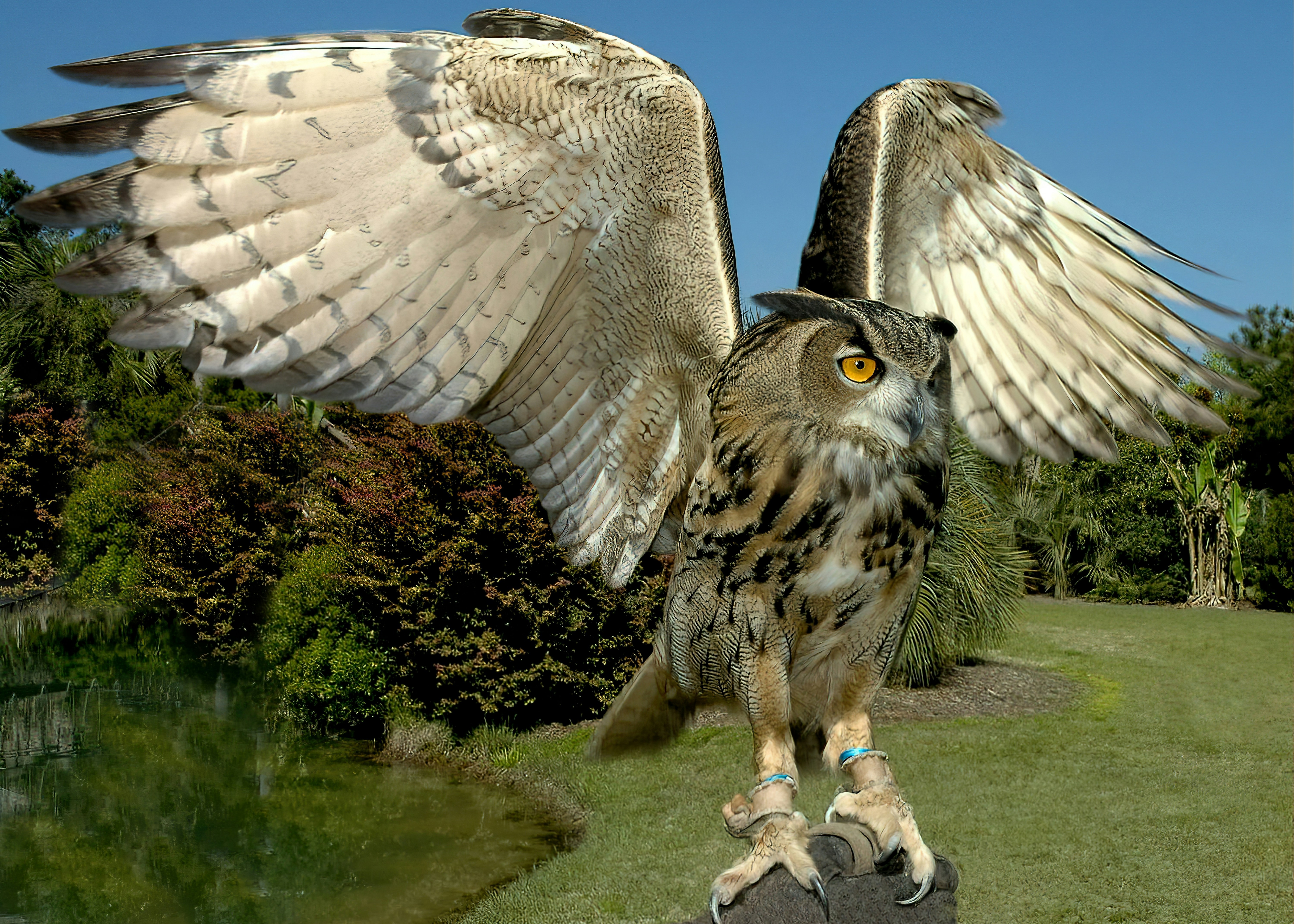 An owl with outstretched wings perched on a rock, surrounded by lush greenery and a tranquil pond.