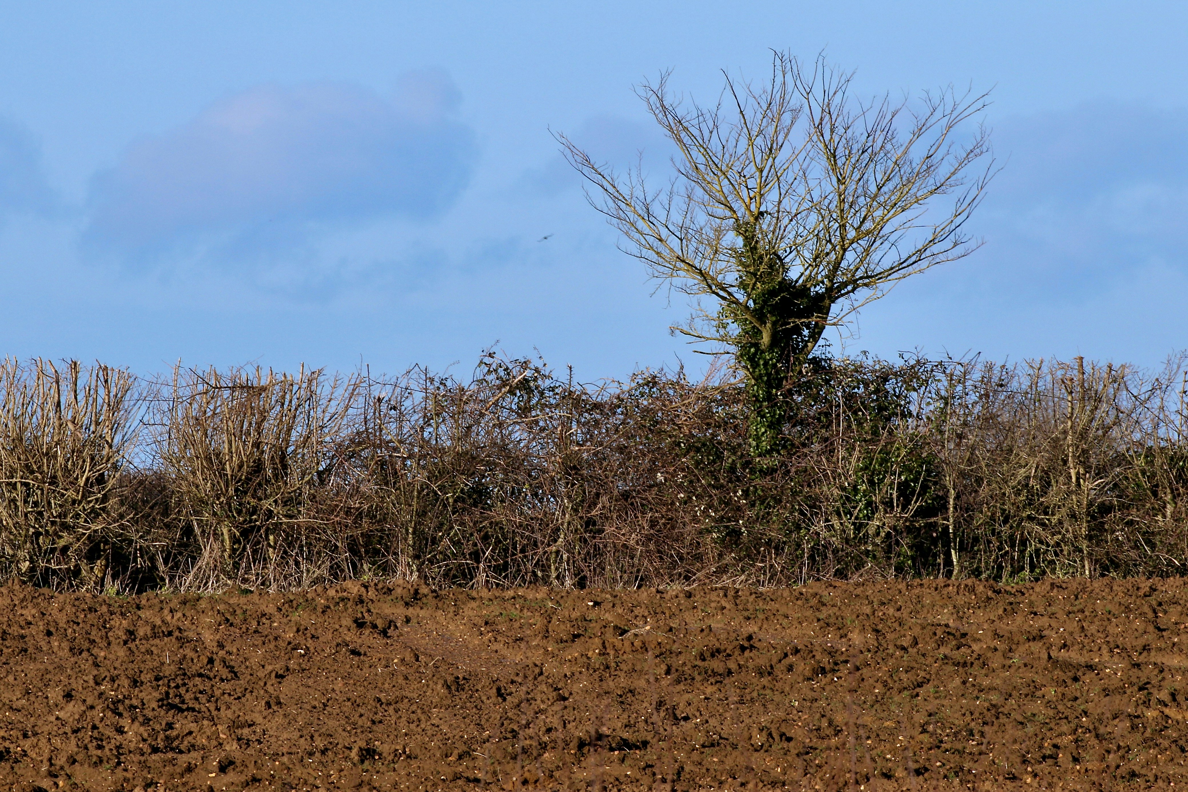 Sparse Horizon: A Gnarled Tree Peaks Above a Thicket