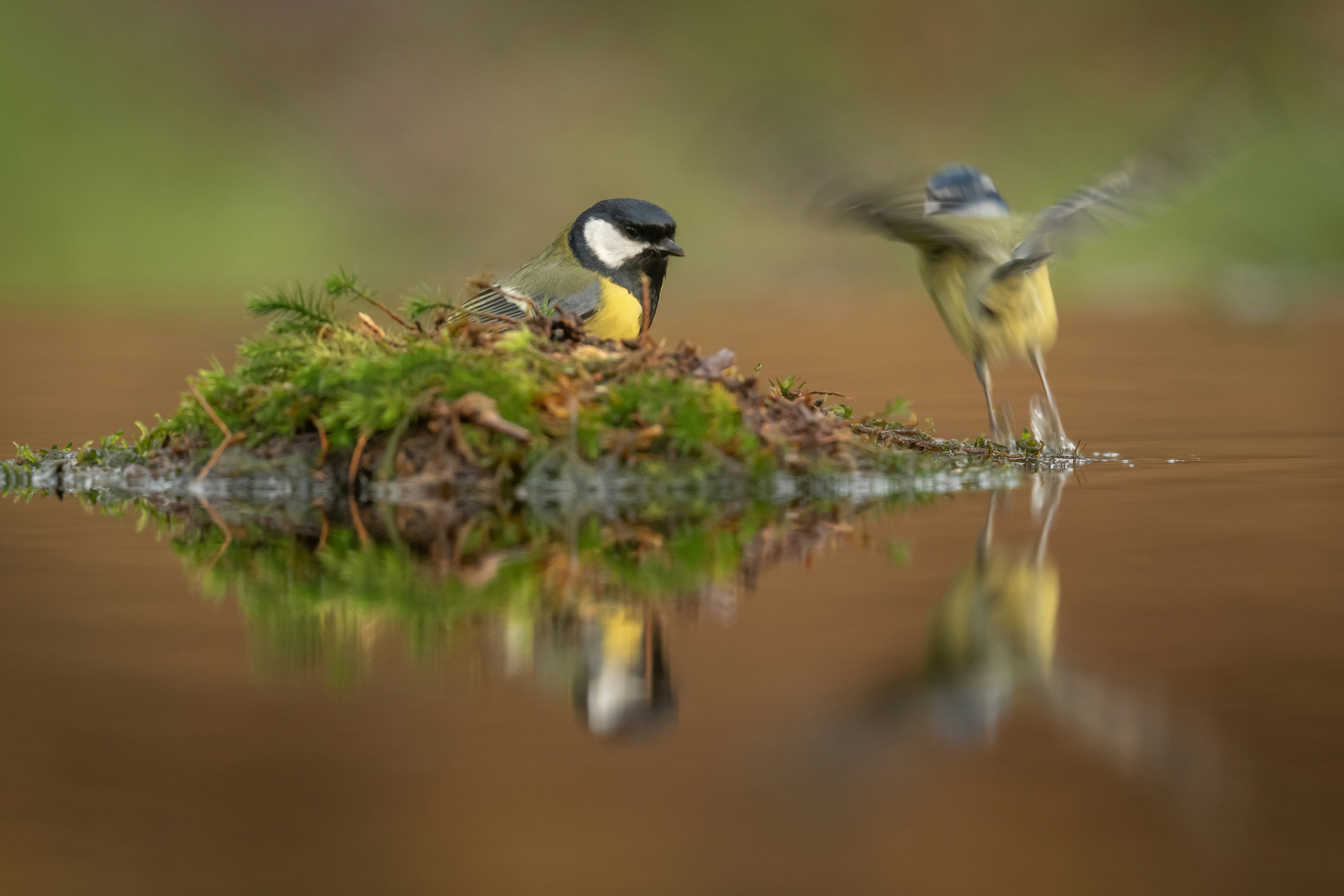 Great Tit's Mossy Ledge Above Still Water