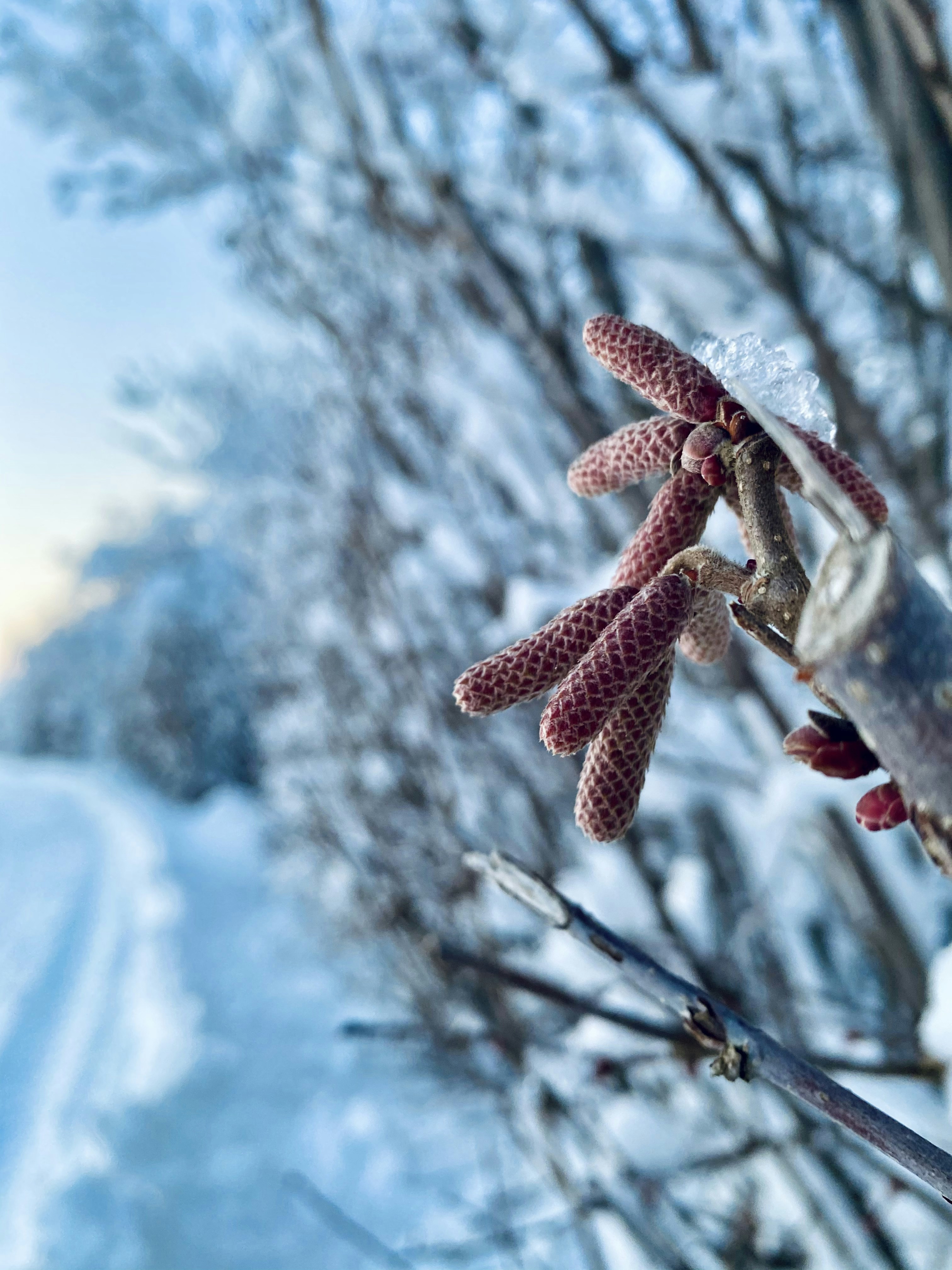 Close-up of catkin buds dusted with frost against a snowy backdrop, highlighting the intricate details of winter flora.