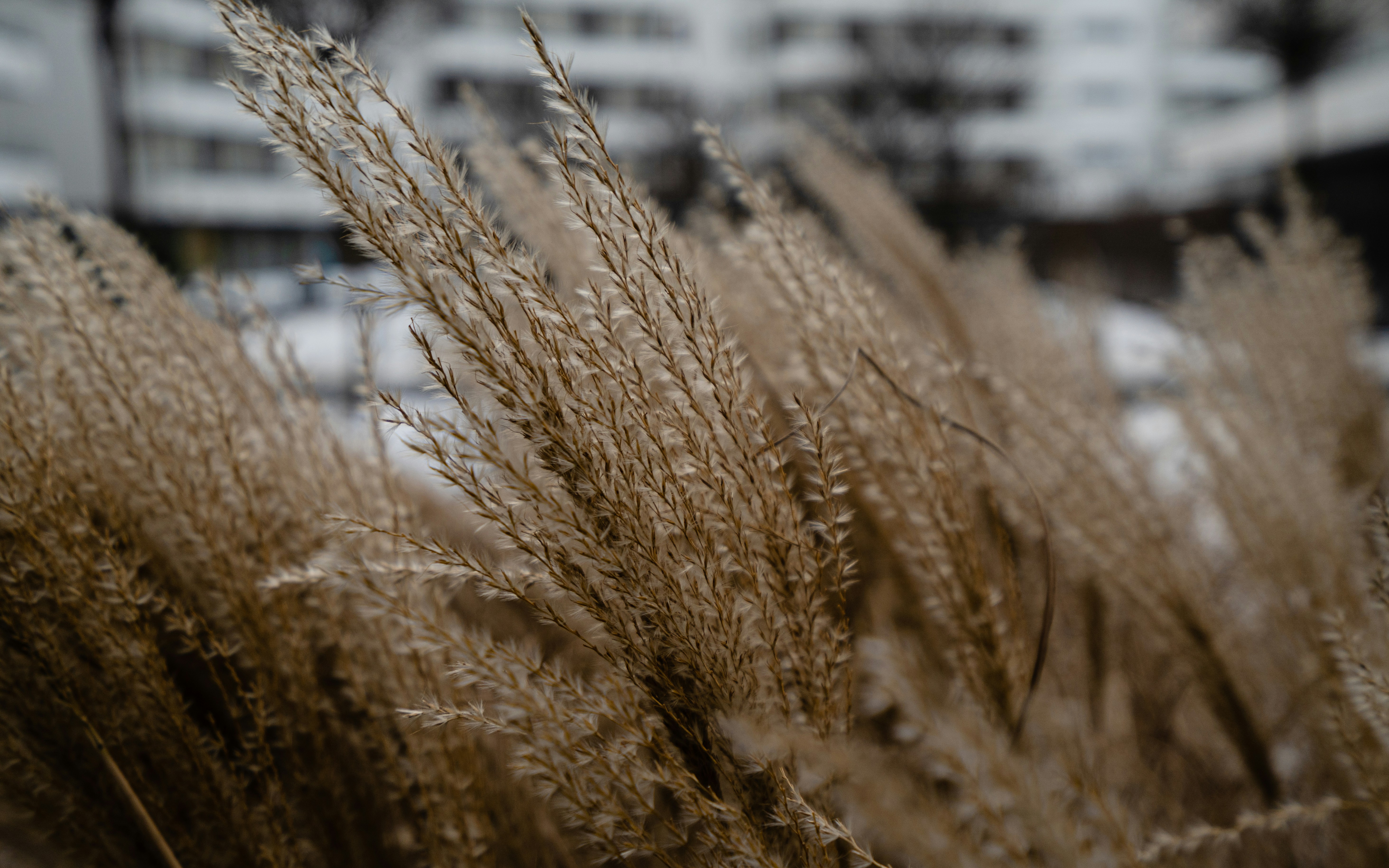 Amber Plumes at the Concrete Horizon