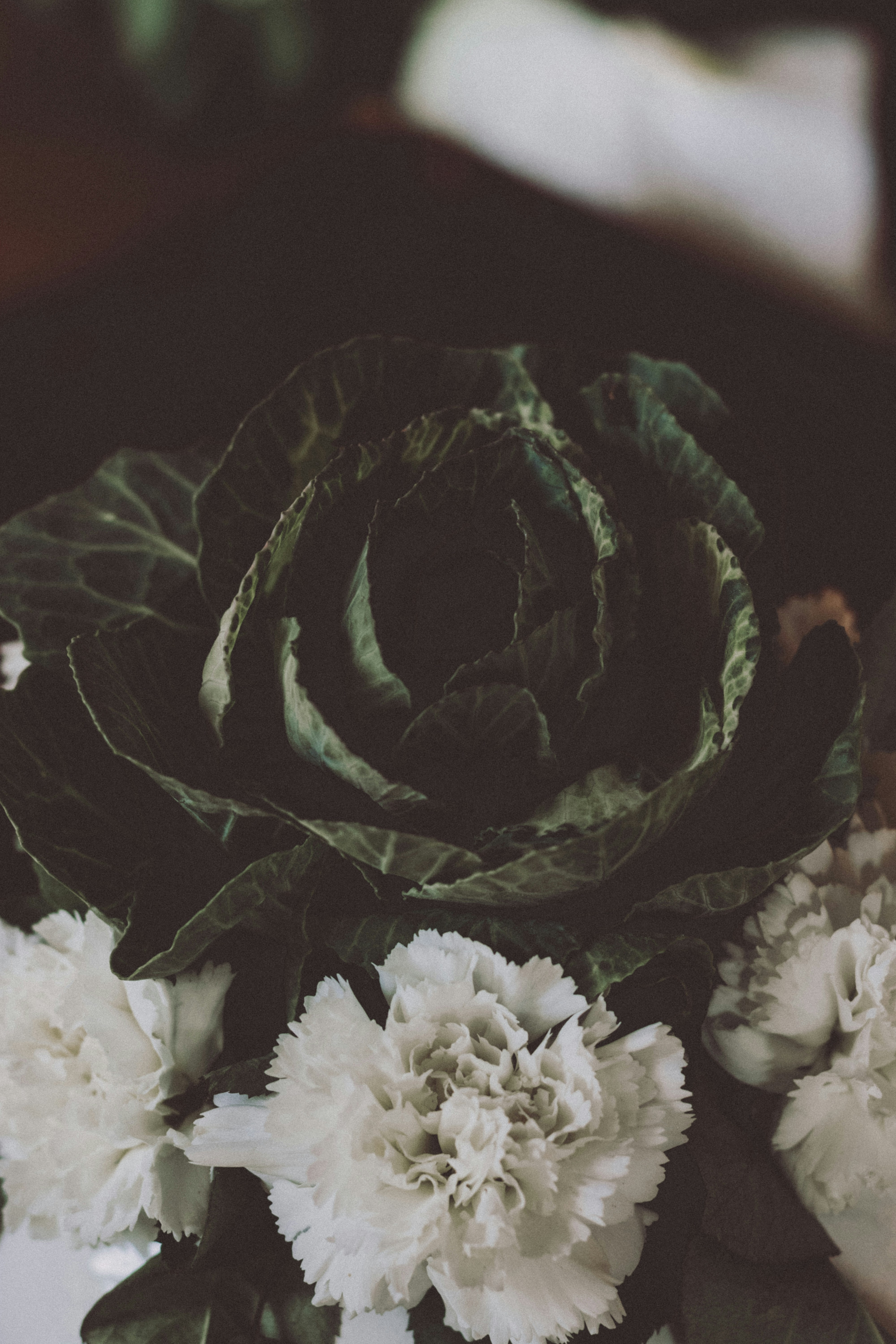 Midnight Bouquet: A Close-Up of Garden Greens and White Petals
