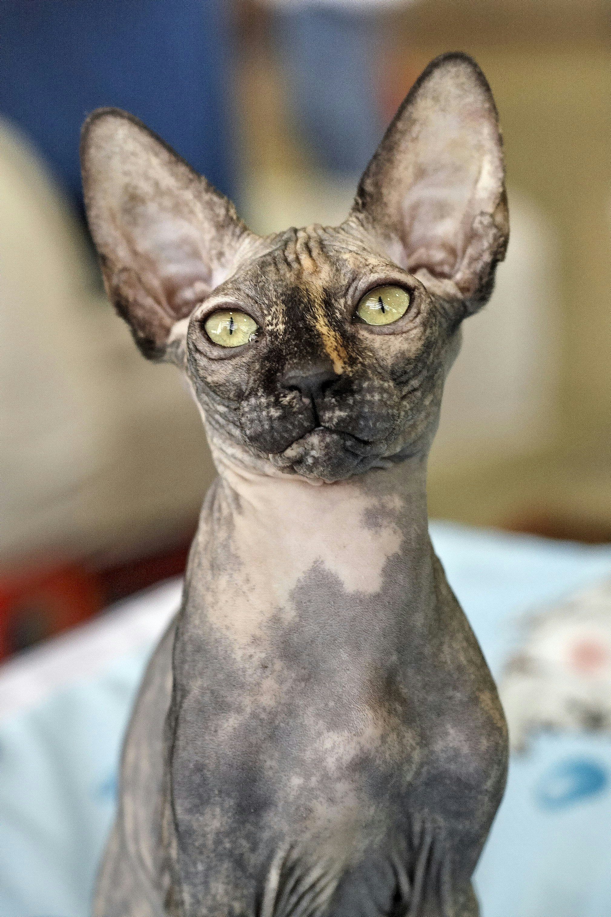 Sphinx Cat Pictures | Download Free Images on Unsplash