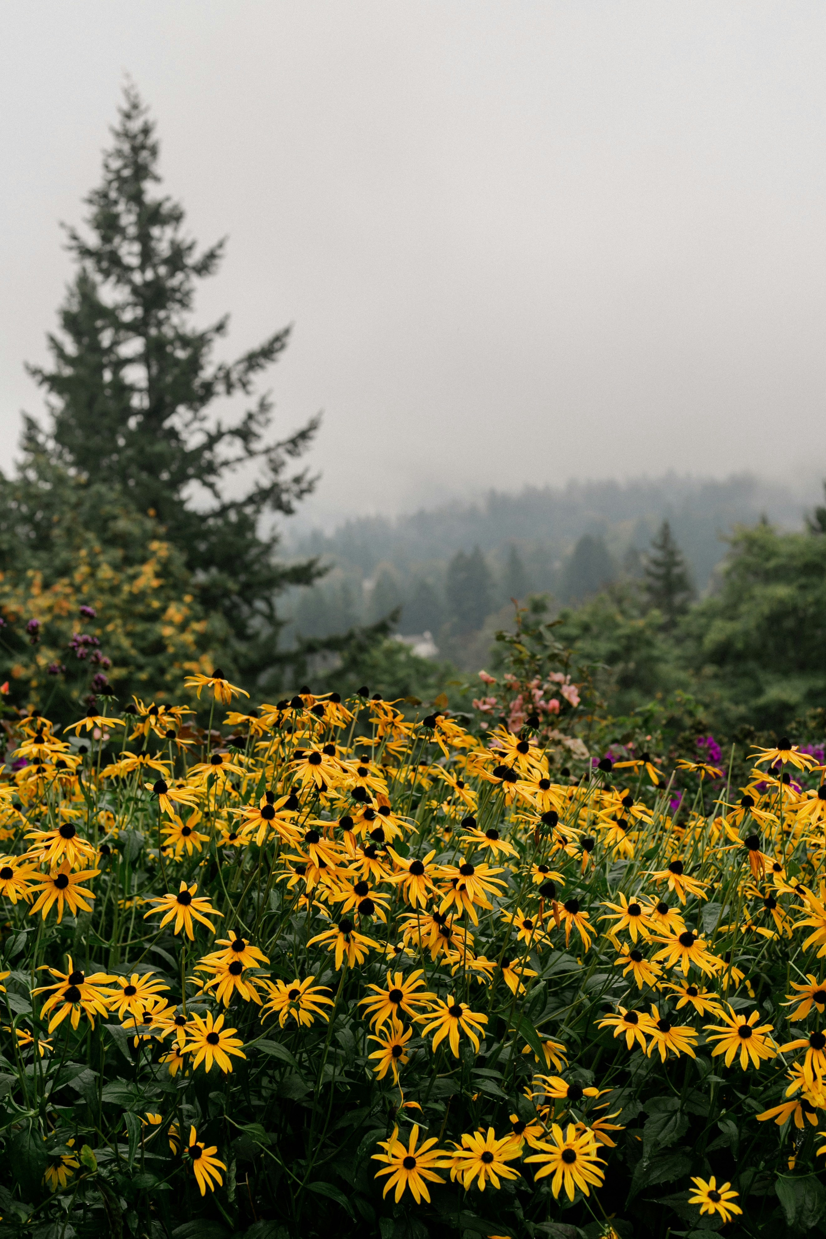 Field of Golden Black-Eyed Susans Under a Fog-Kissed Forest