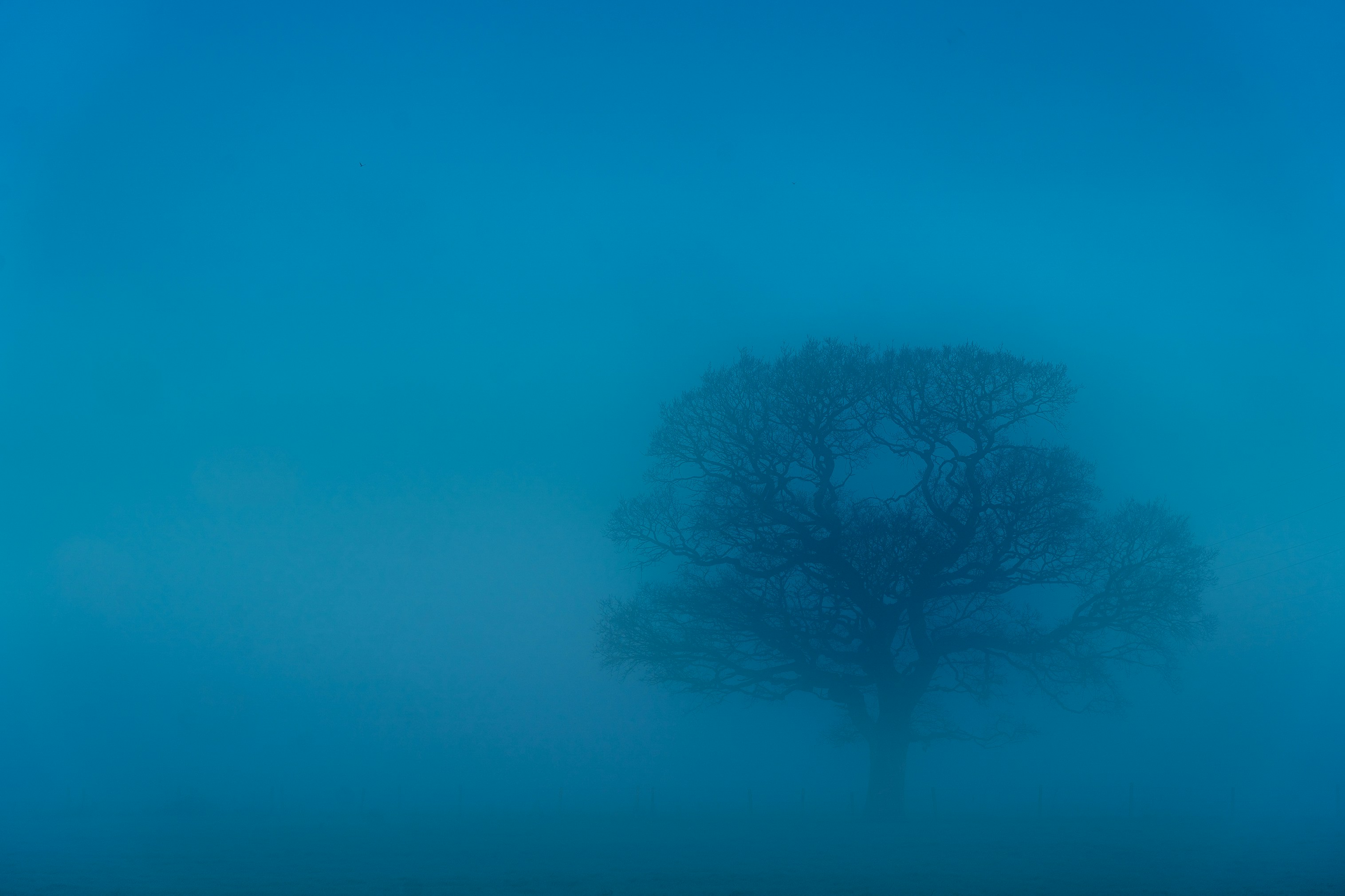 A solitary tree emerges from a thick blue fog, creating an ethereal atmosphere that evokes a sense of tranquility. The blurred background enhances the tree's prominence.