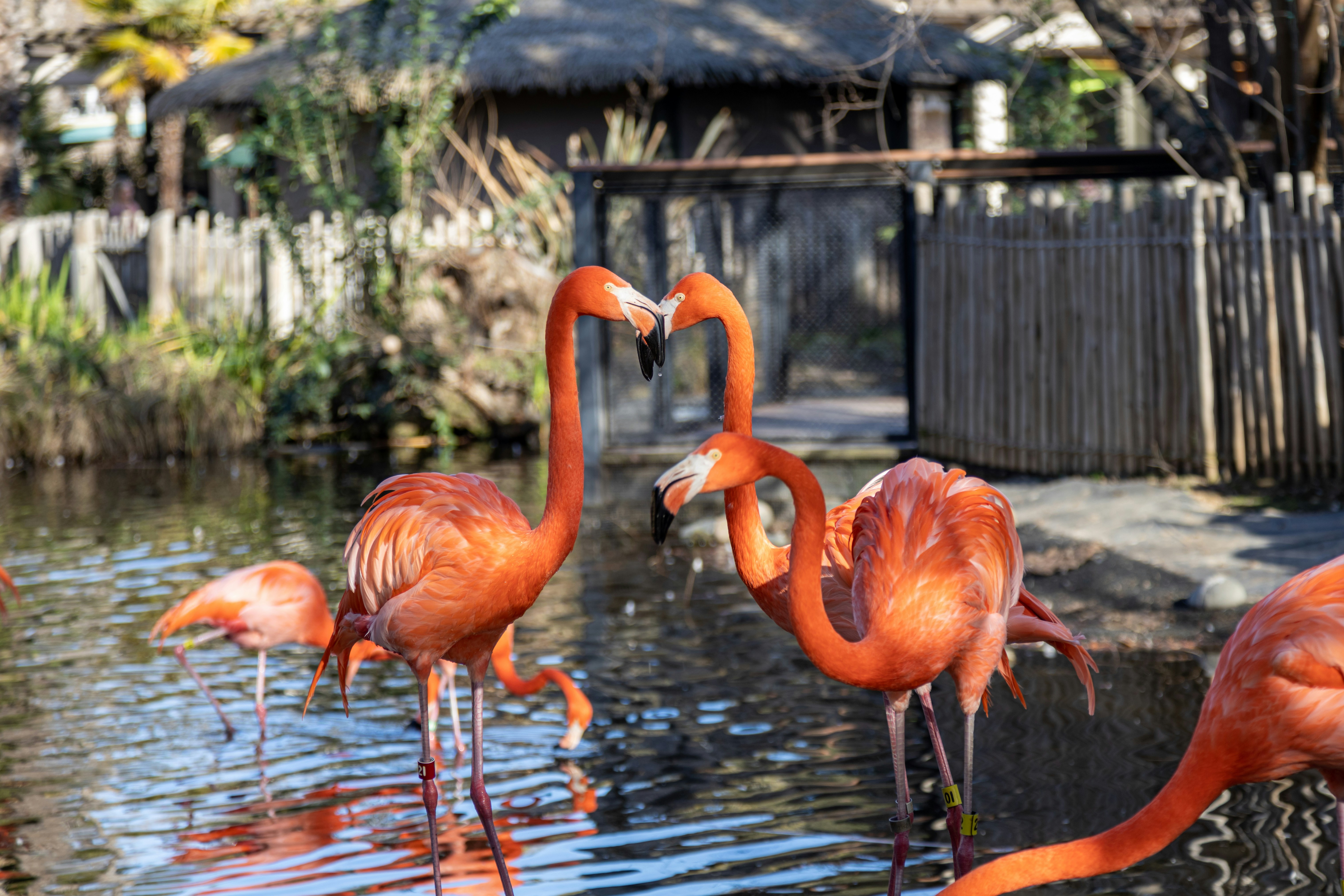 Heart-Shaped Flamingo Duet at a Sunlit Pond