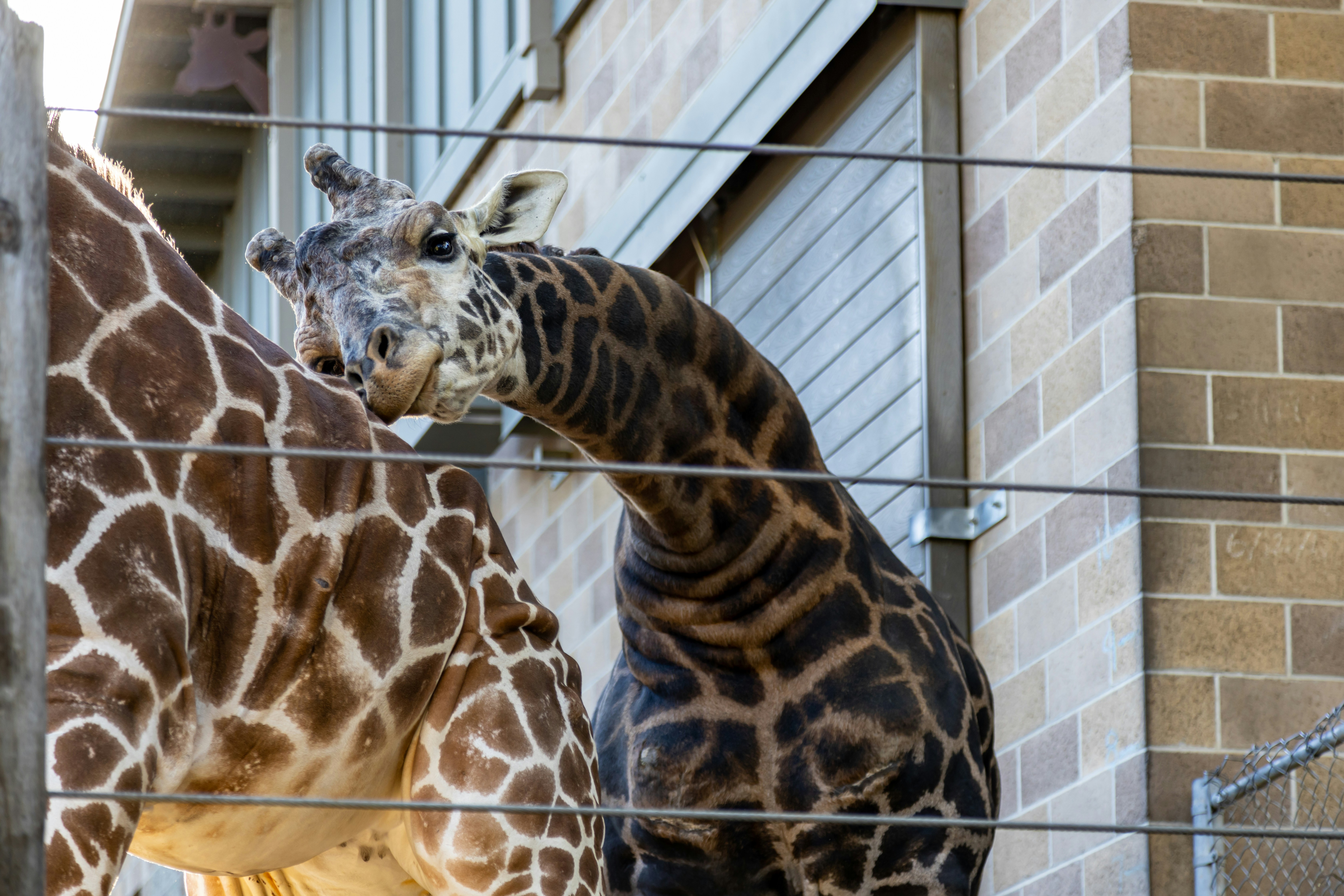 brown and black giraffe in cage