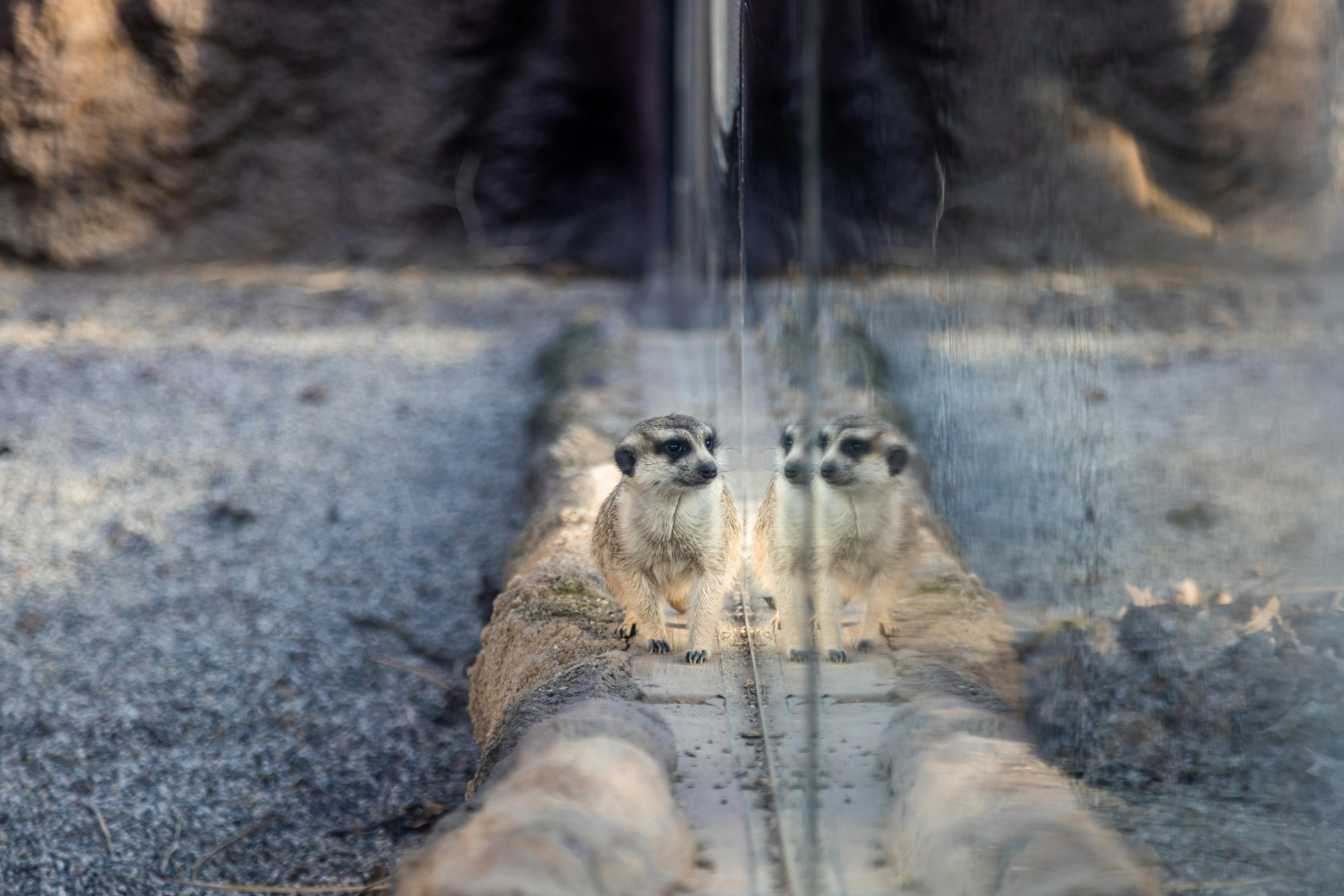 Meerkat's Reflective Gaze