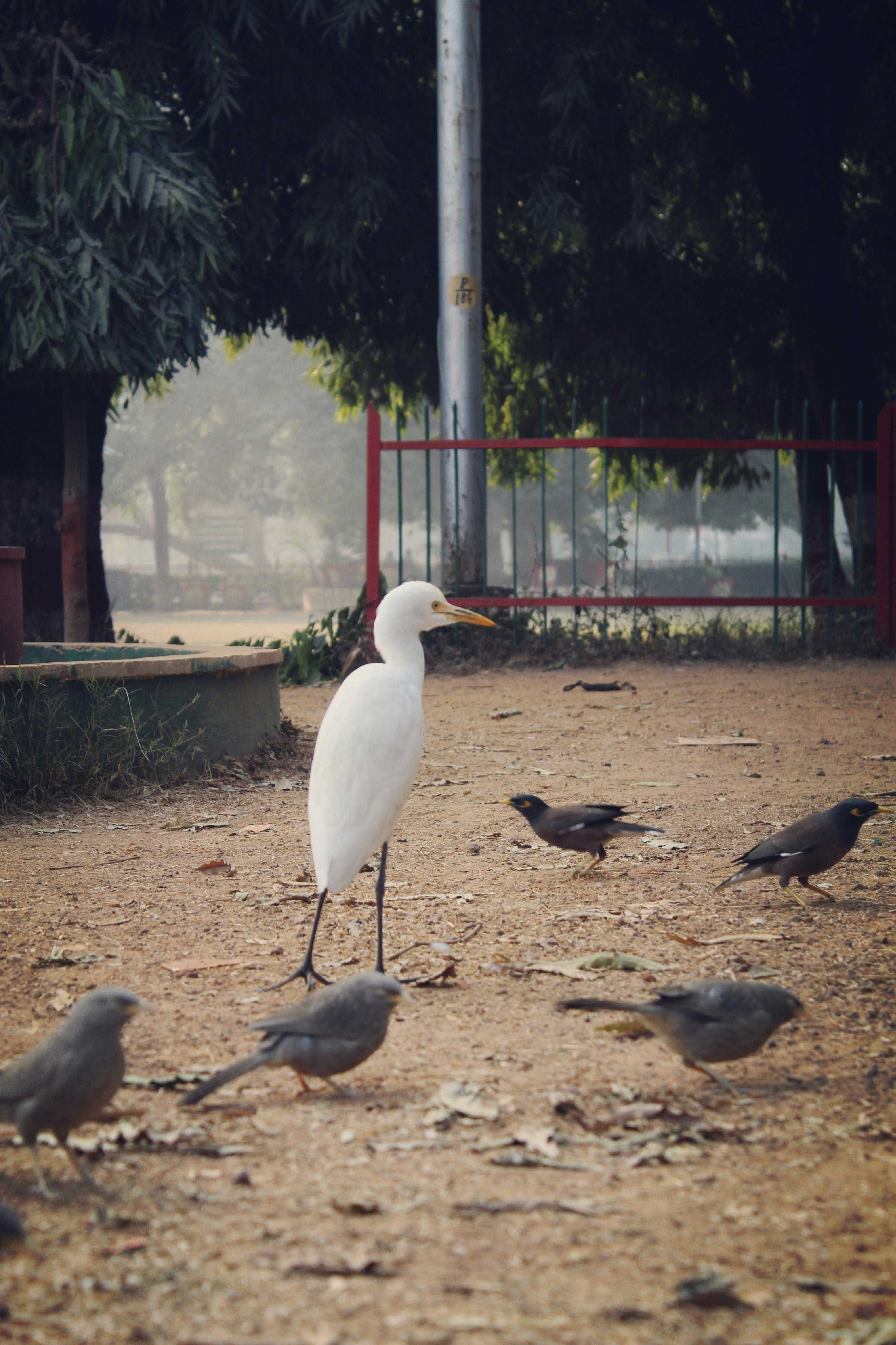 Quiet Sentinel: White Egret Stands Among Park's Dark-winged Visitors