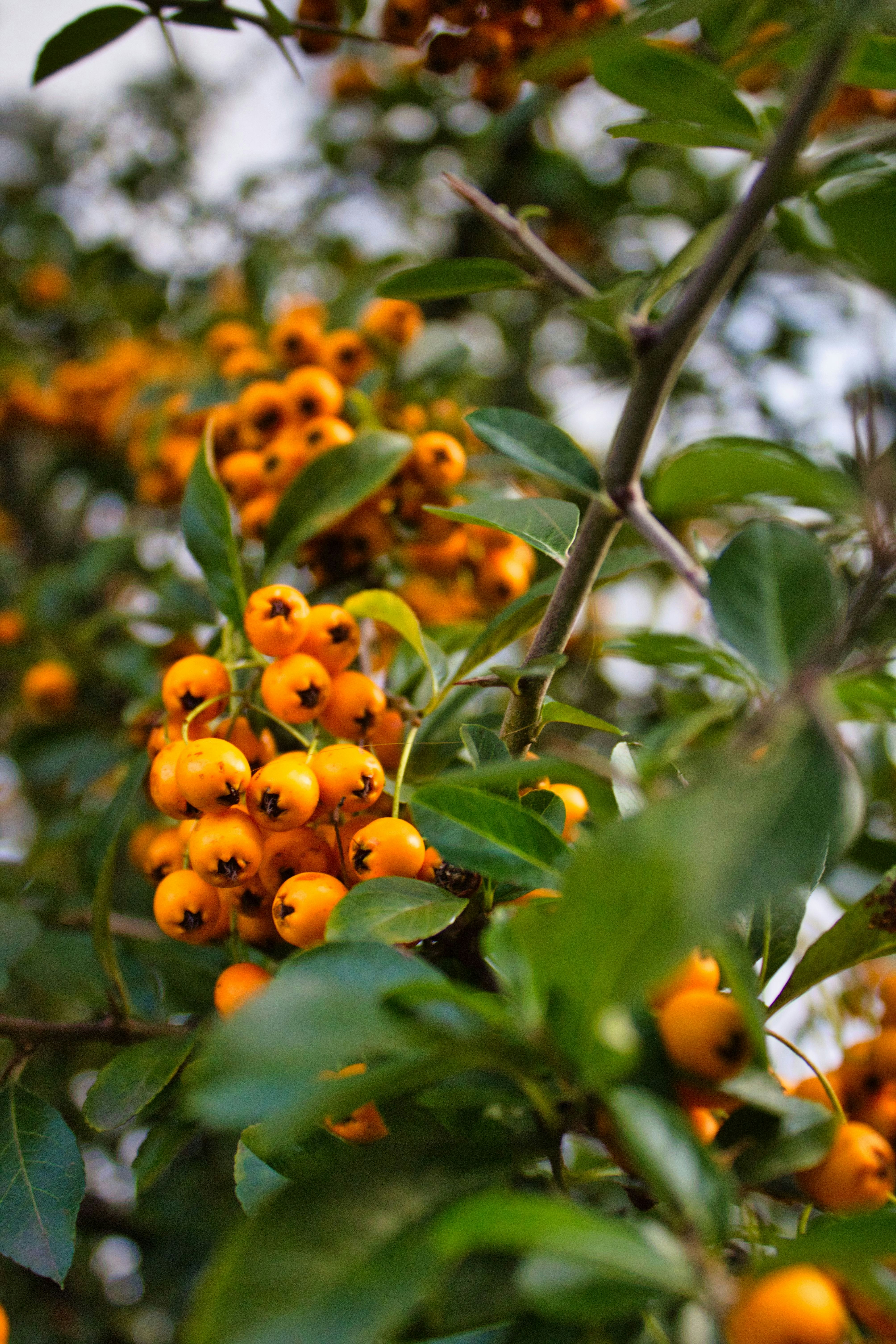 Yellow round fruit on tree during daytime photo – Free Wuppertal Image ...