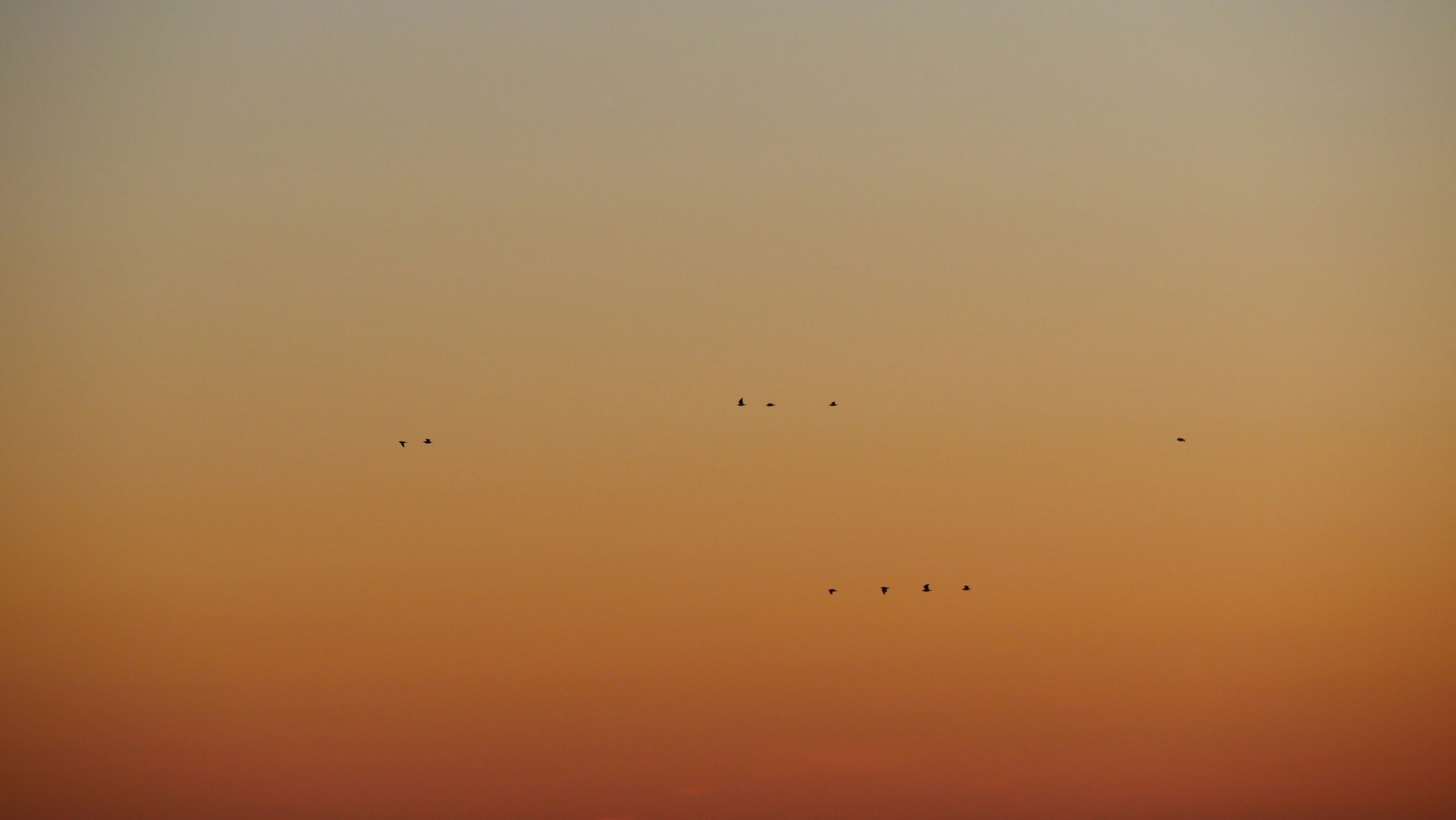 Molten Sky Flight: A Sparse Flock Traces the Dusk