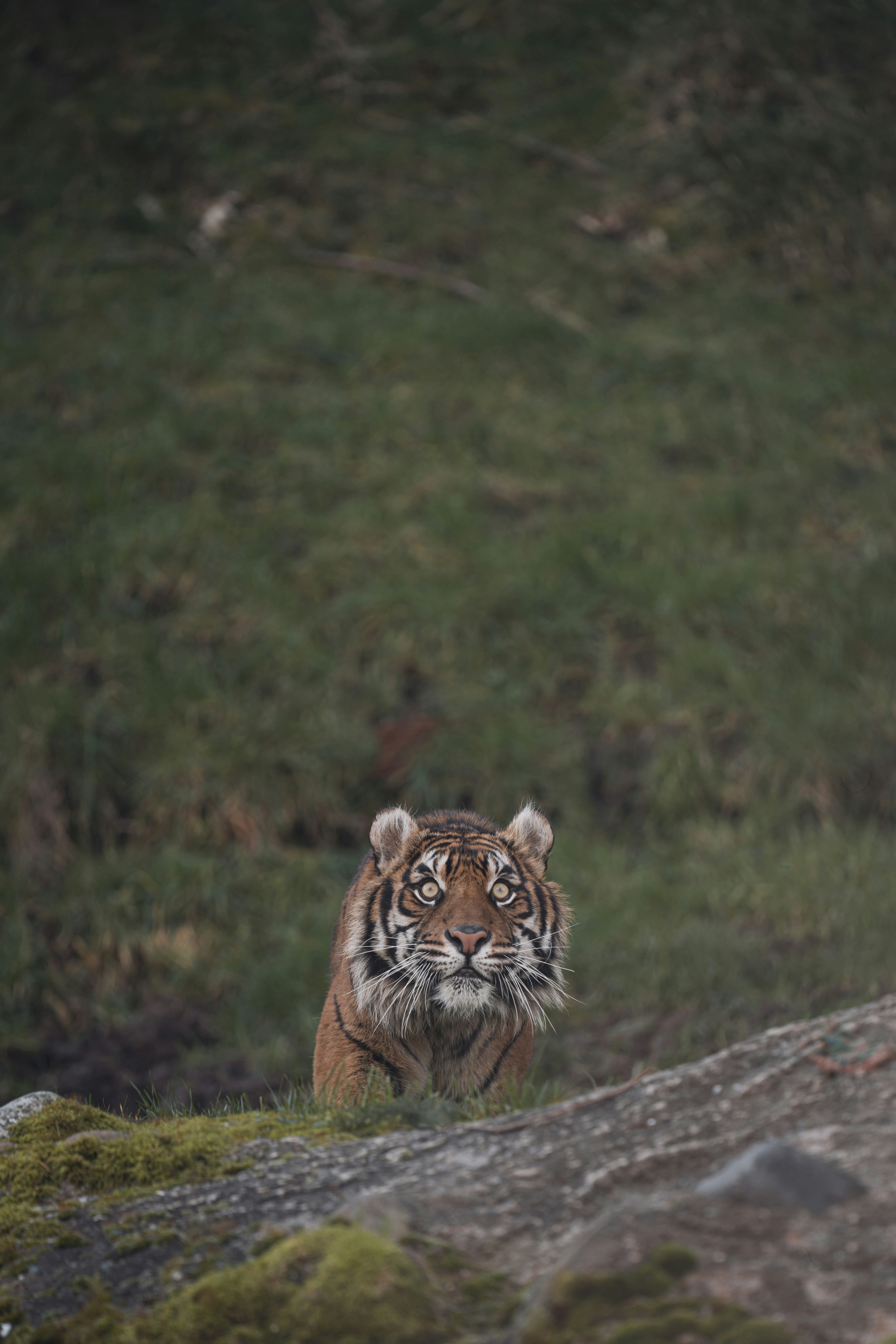 Tiger Emerges from the Mossy Ground Patch