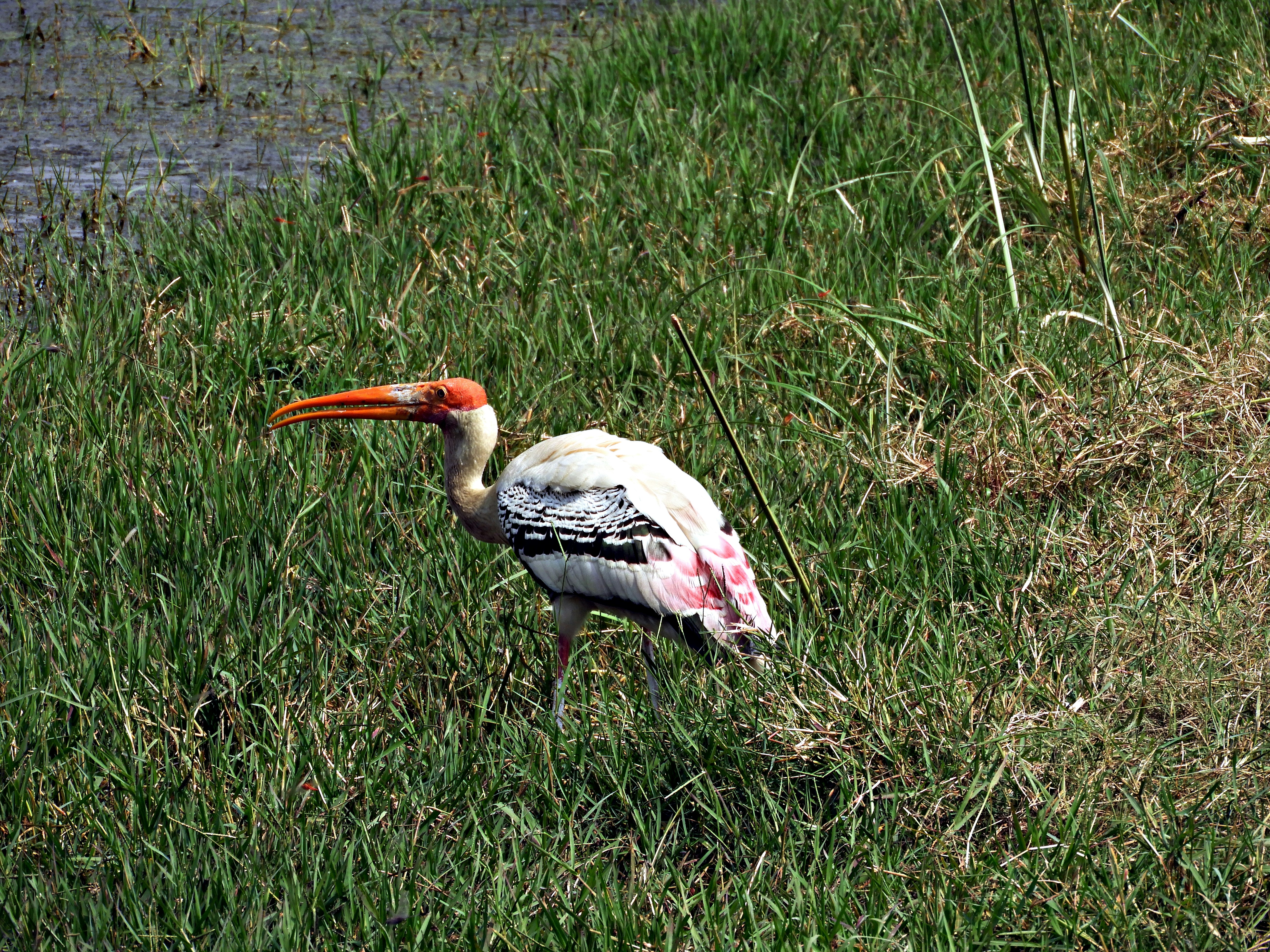 White stork on green grass field during daytime photo – Free Animal ...