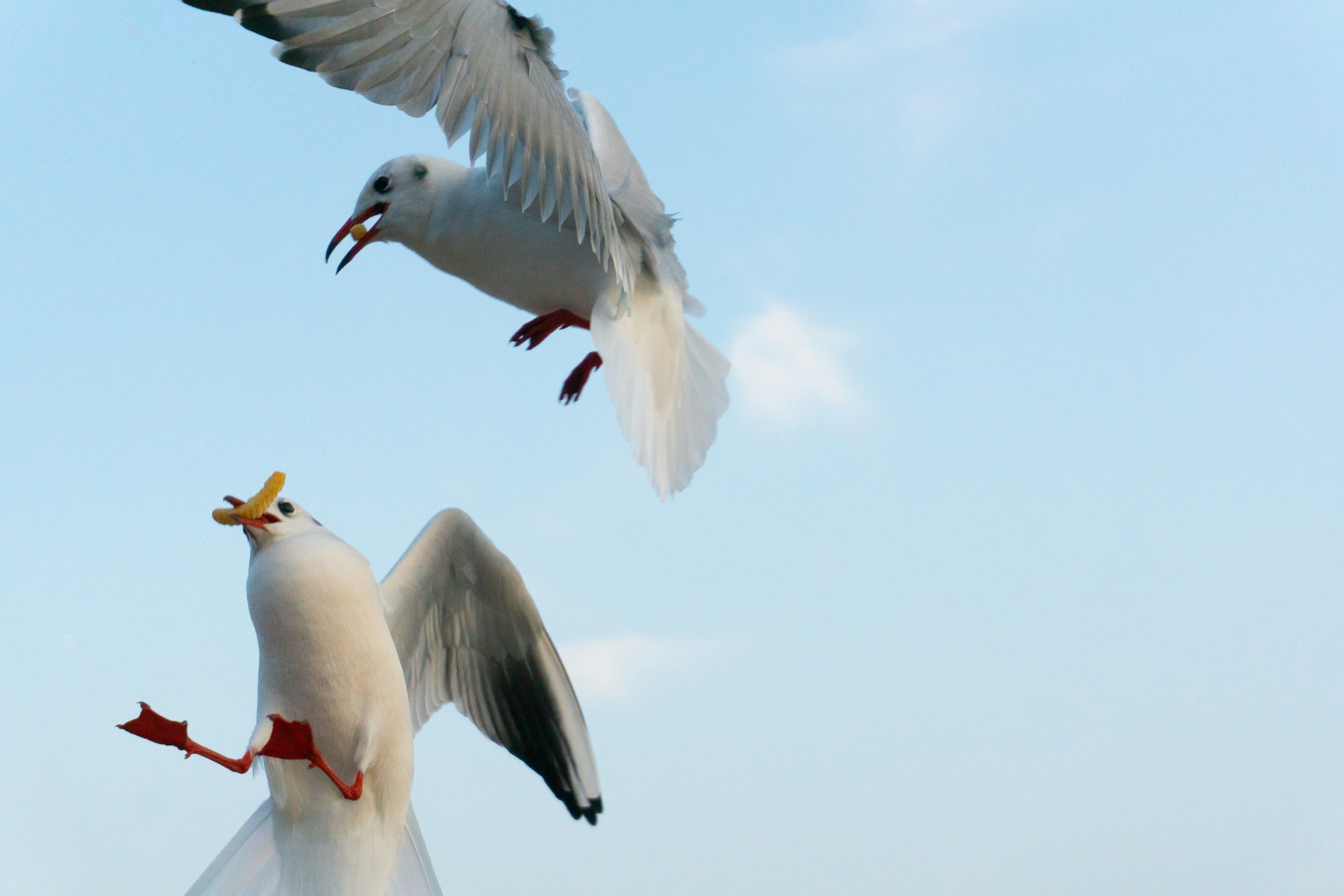 Two seagulls in mid-flight, one grasping a piece of food while the other calls out. The scene captures their dynamic interaction against a clear blue sky.