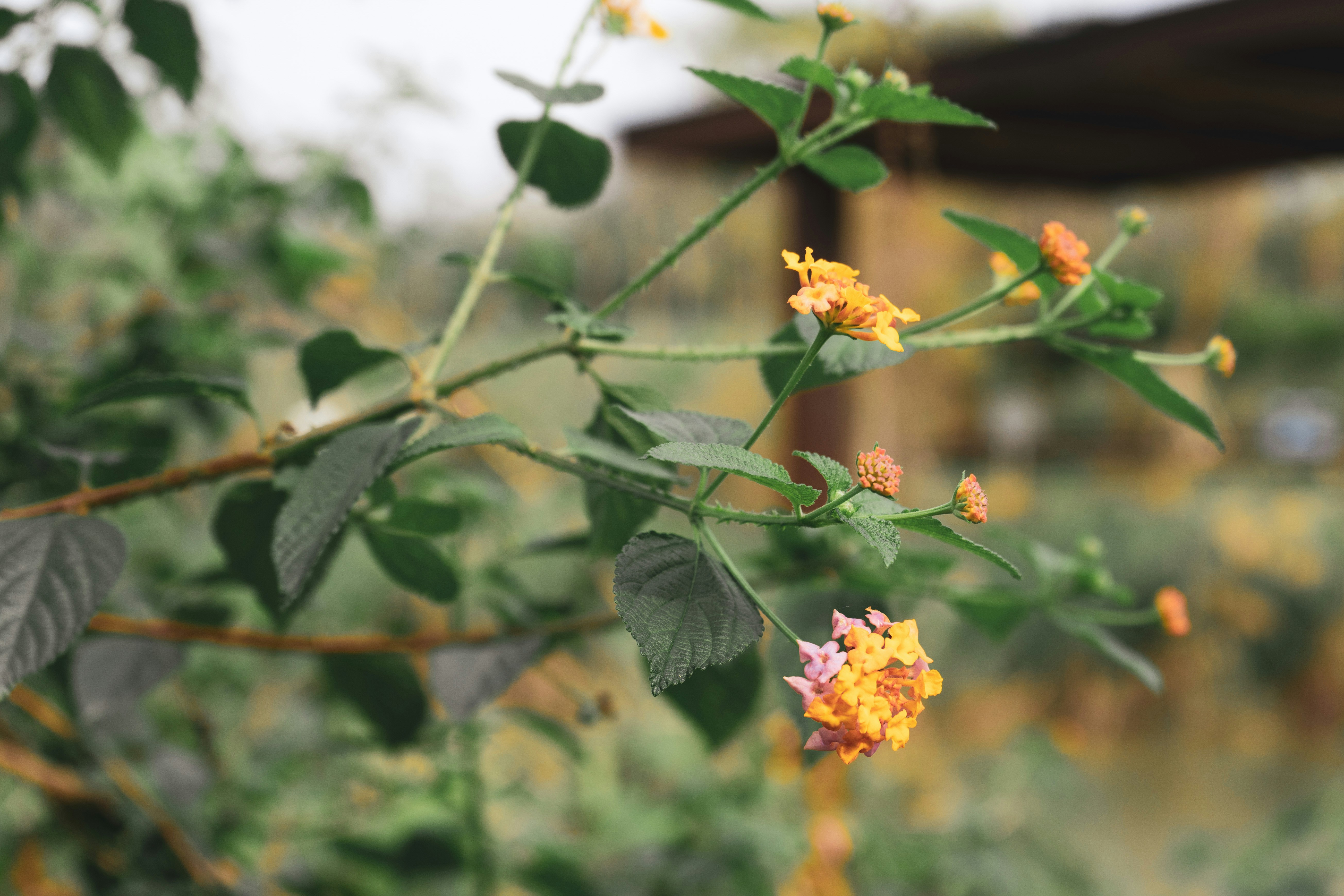 Sun-kissed clusters on a whispering branch in a softly blurred garden