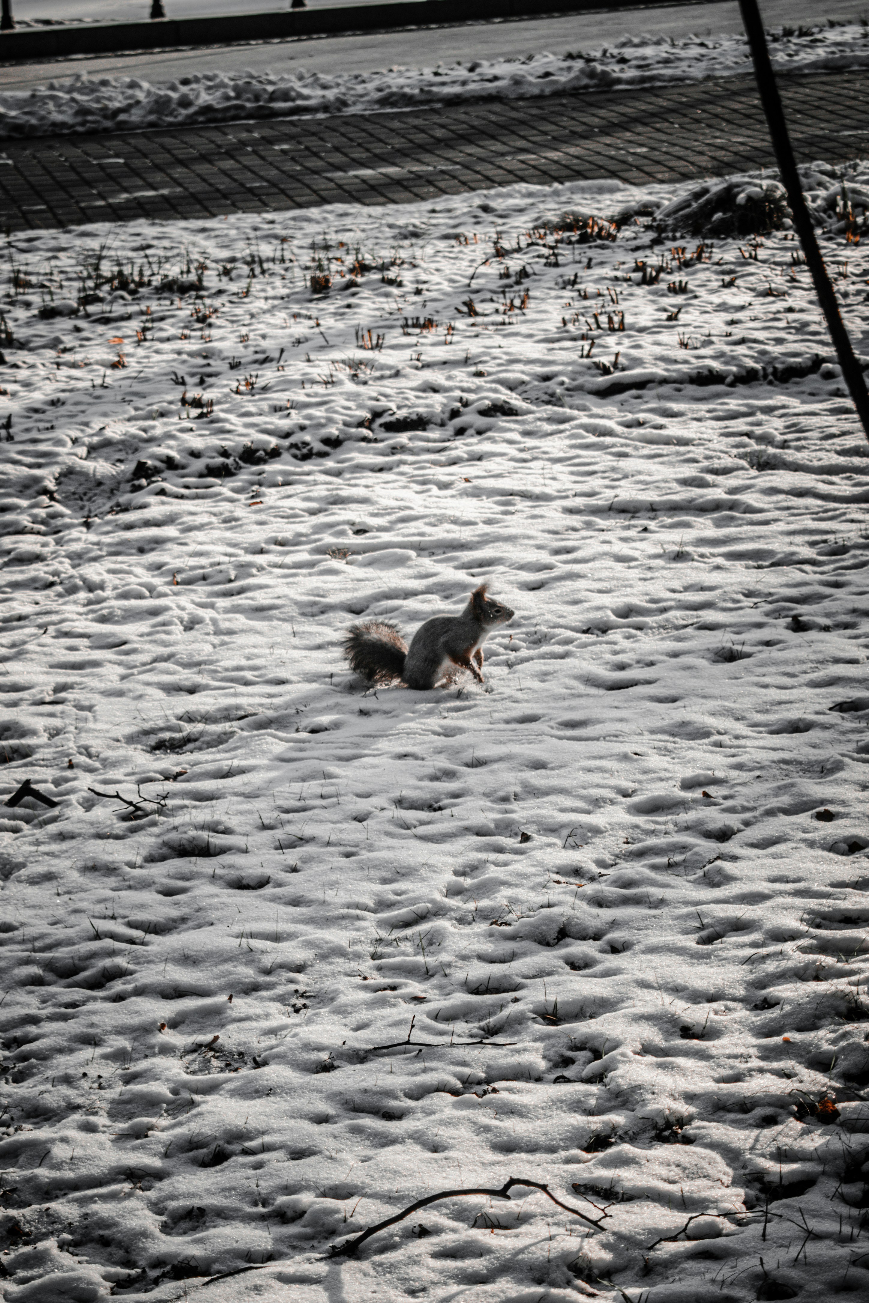 Winter's Quiet Sentinel: A Squirrel on Snow Near a Fence