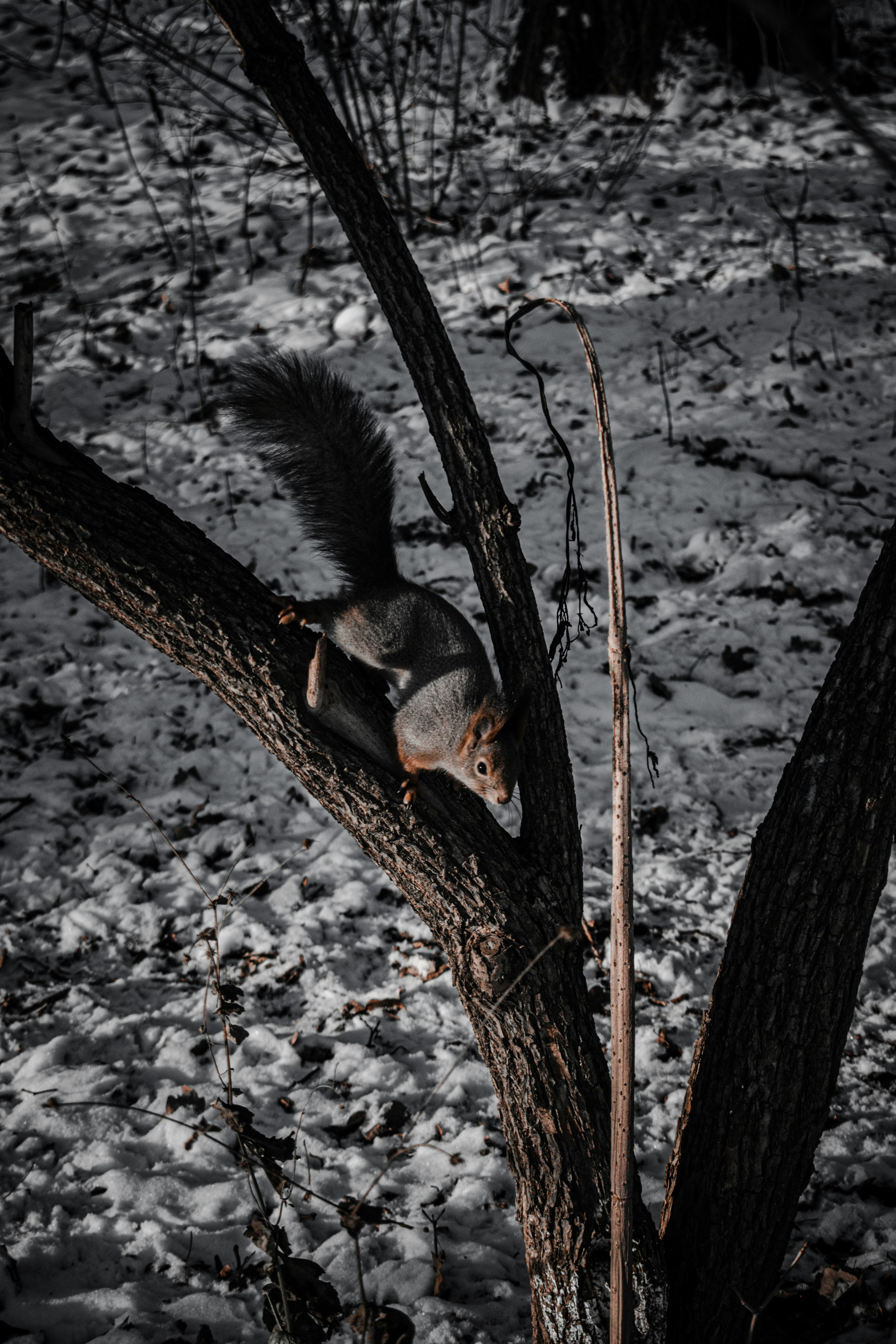 Squirrel on treeKlim Musalimov