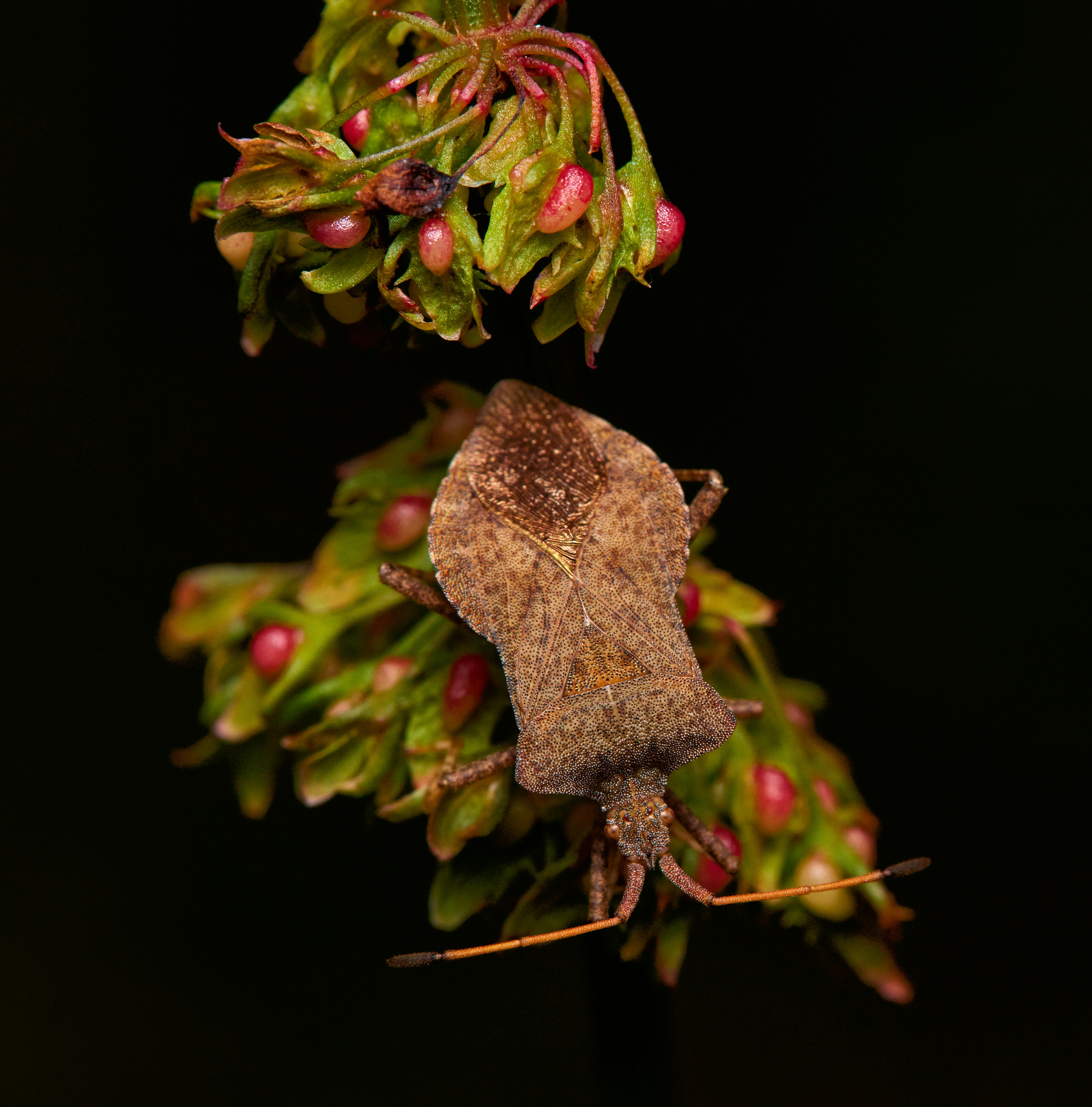 Leaf-Masked Insect: A Camouflaged Marvel on Red-Bud Berries