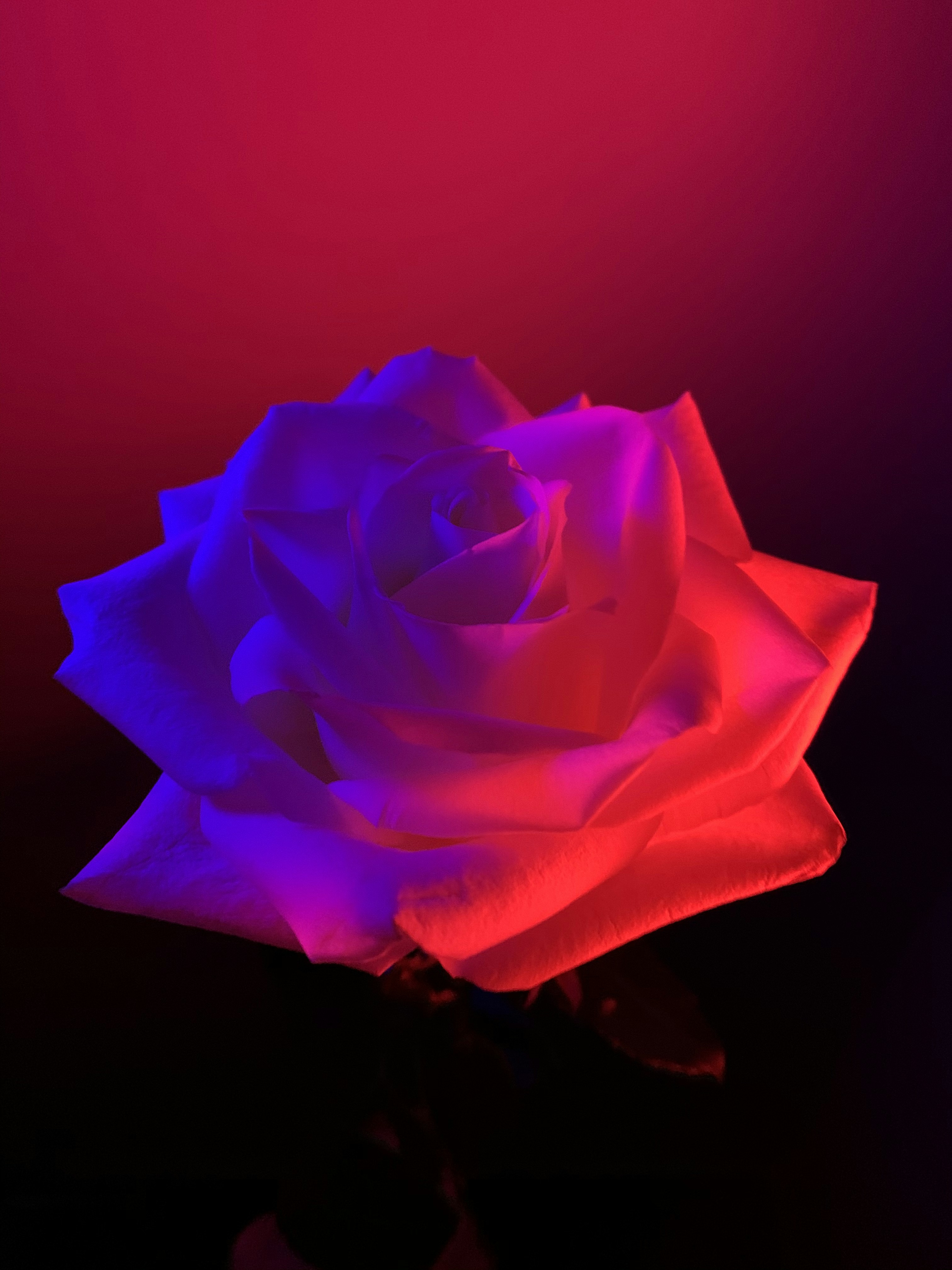 Neon Rose: Velvet Petals Bathed in Red and Blue
