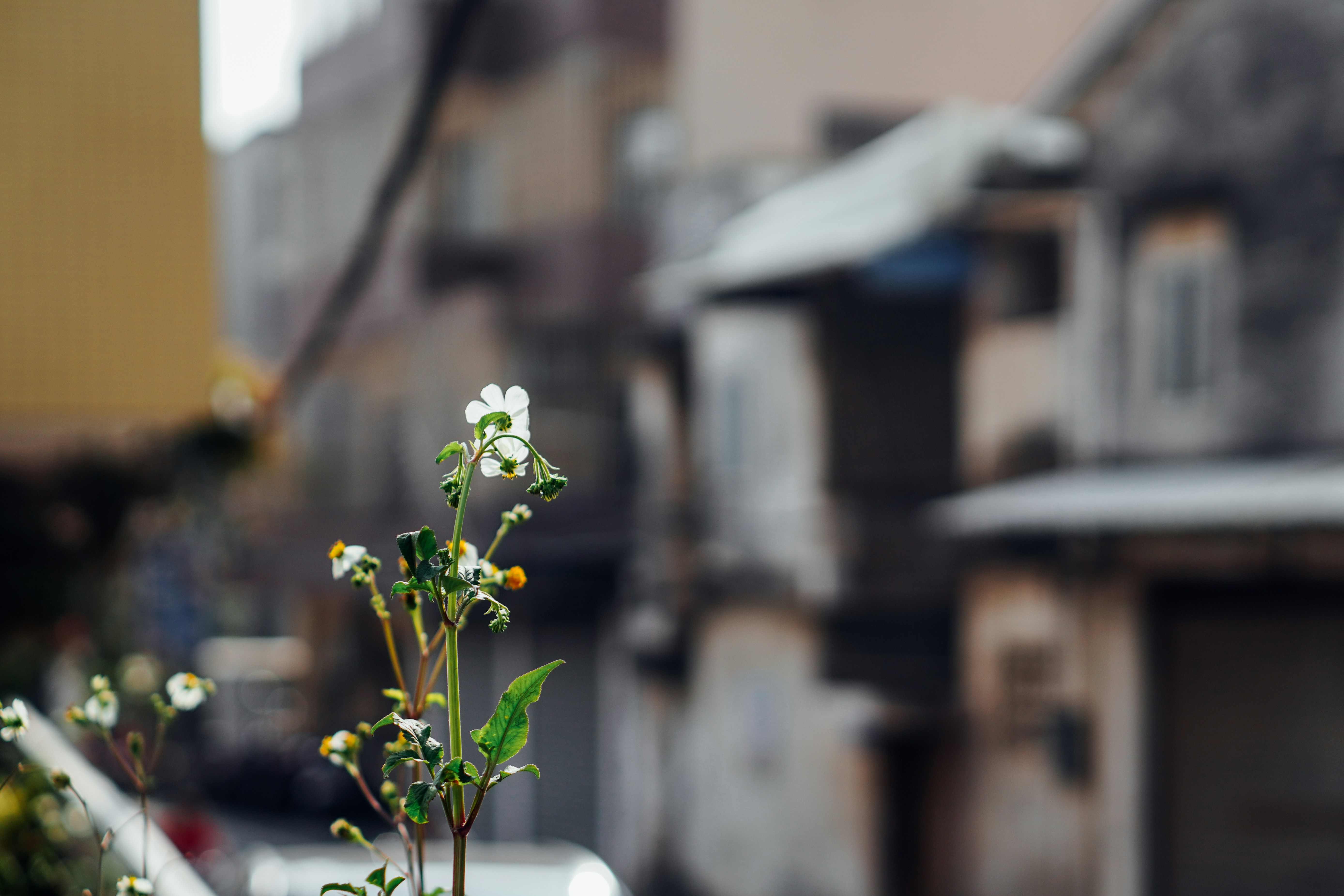 Petals Against Concrete: A Small Bloom Framing the City
