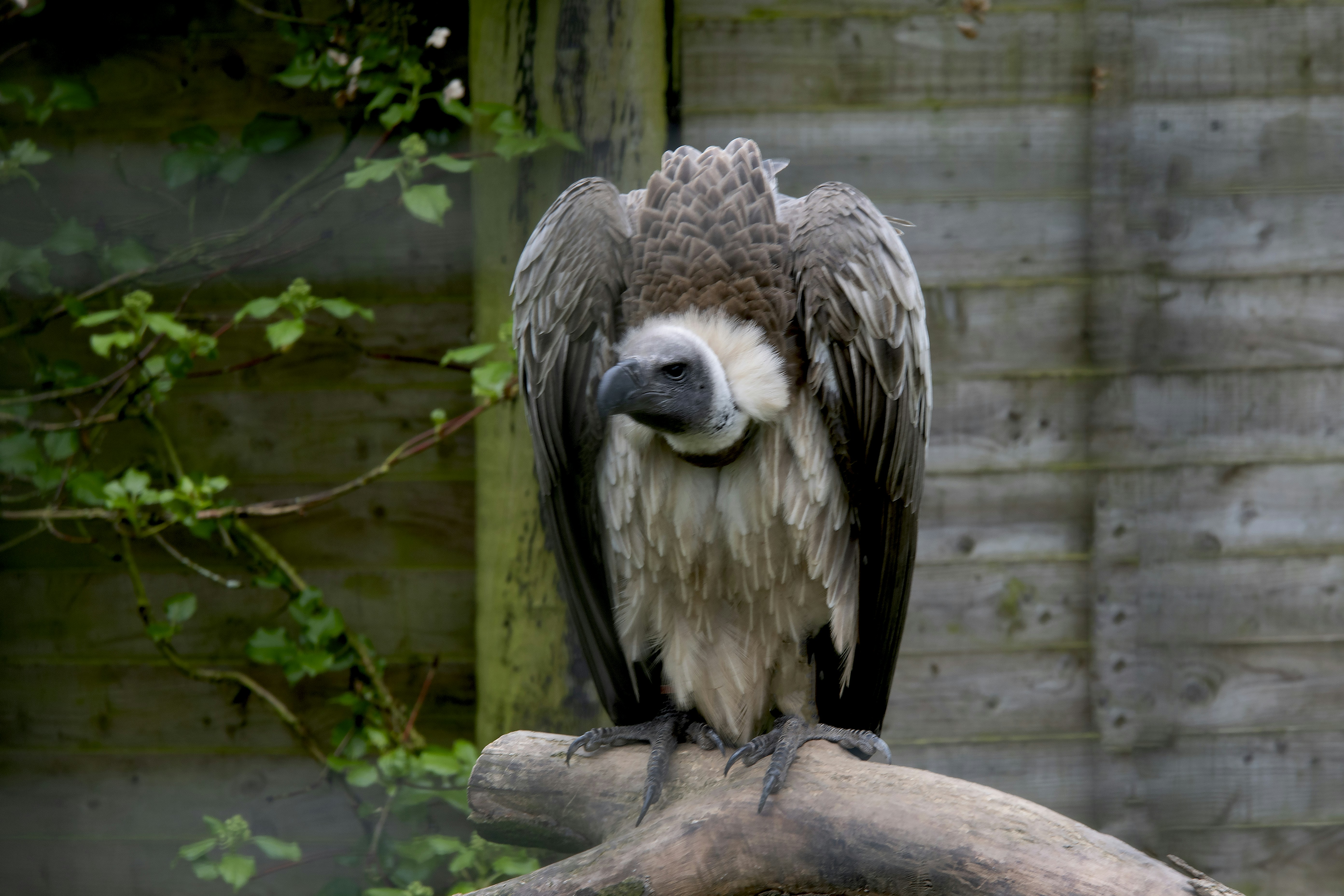 vulture