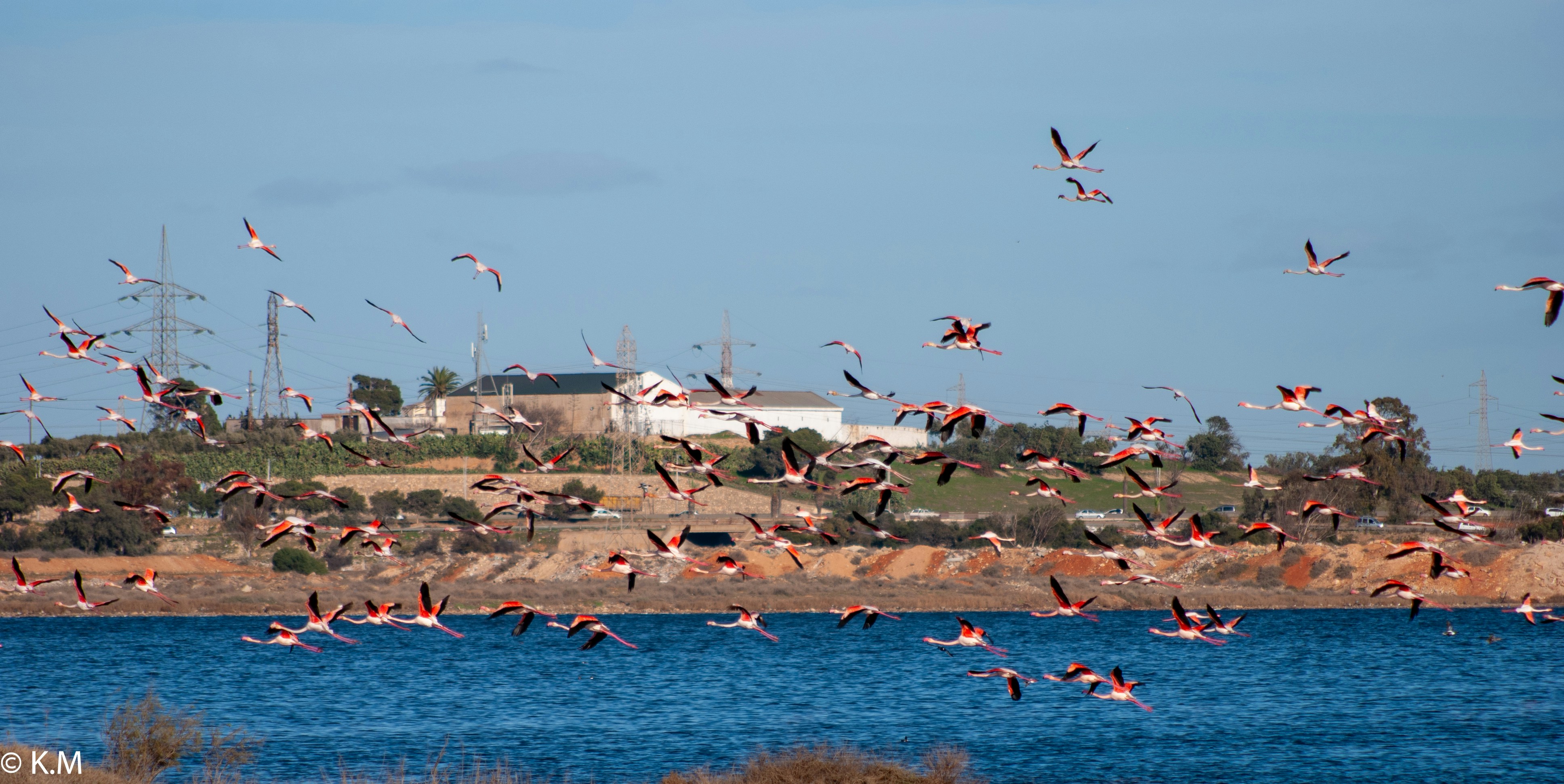 A flock of flamingos takes flight over a serene blue lake, with distant farmland and power lines in the background.