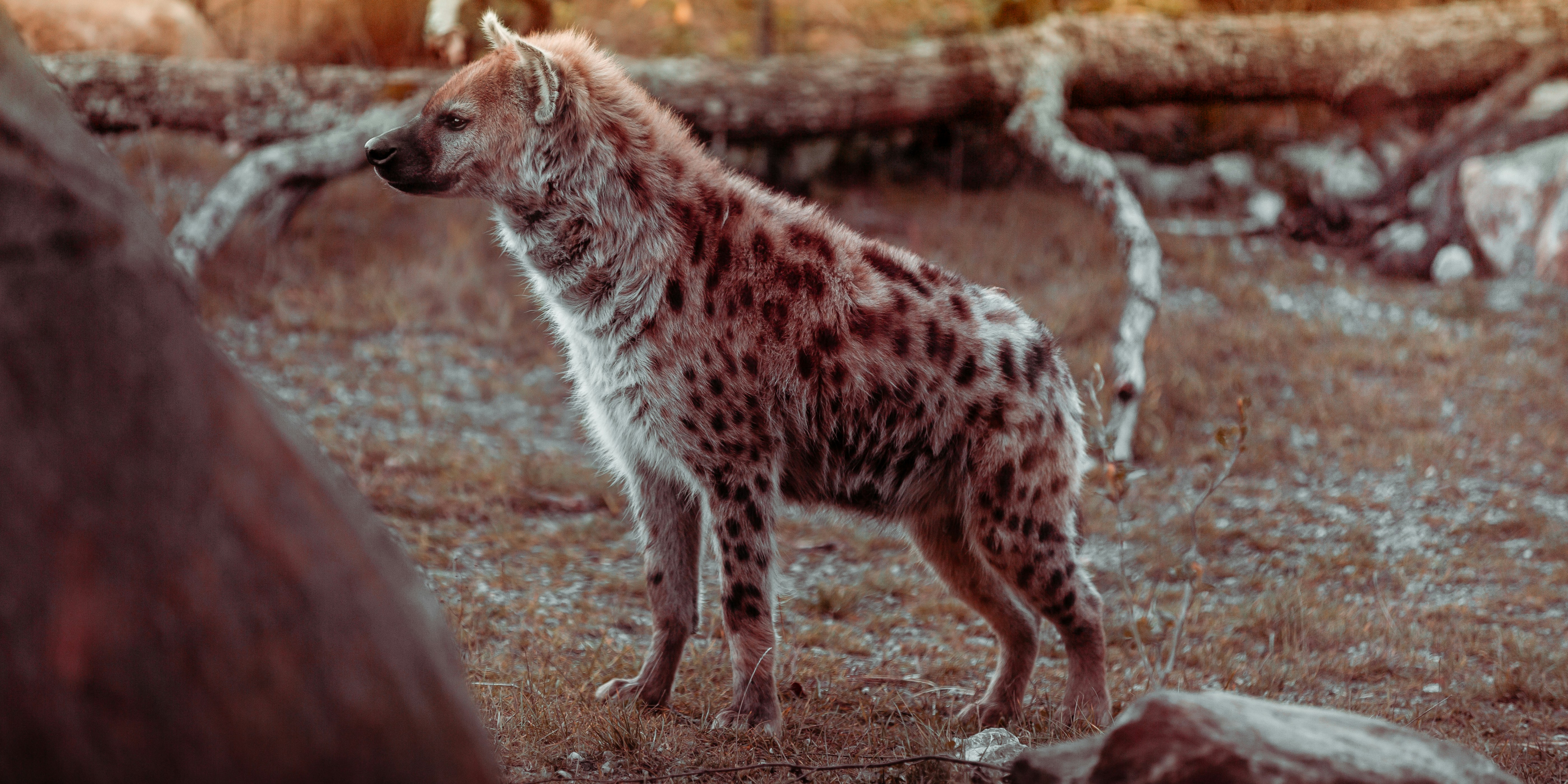  spotted canid in a rocky, desertlike enclosure under warm light