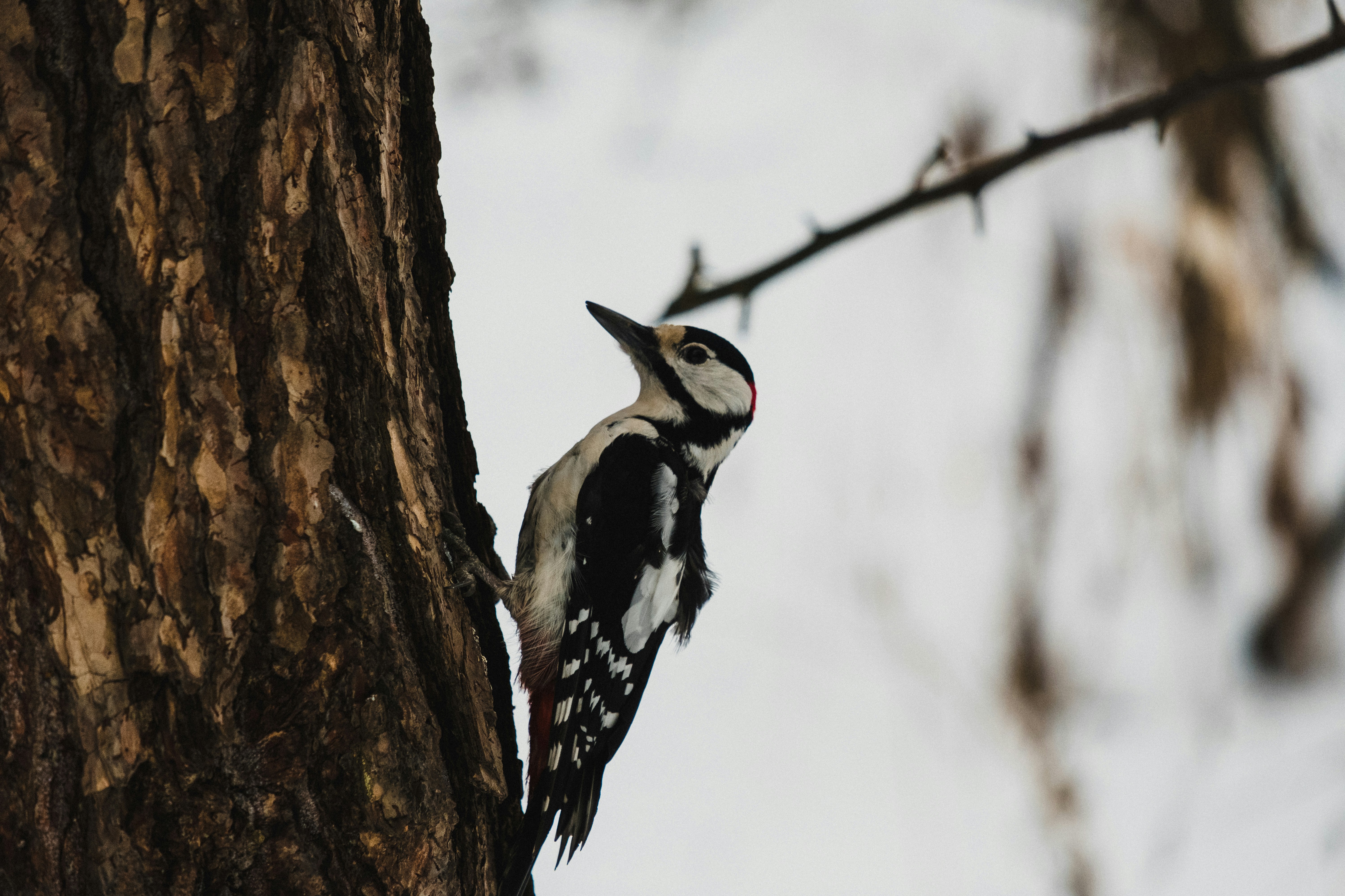 Crimson Crest on Winter Bark: A Woodpecker’s Quiet Cling