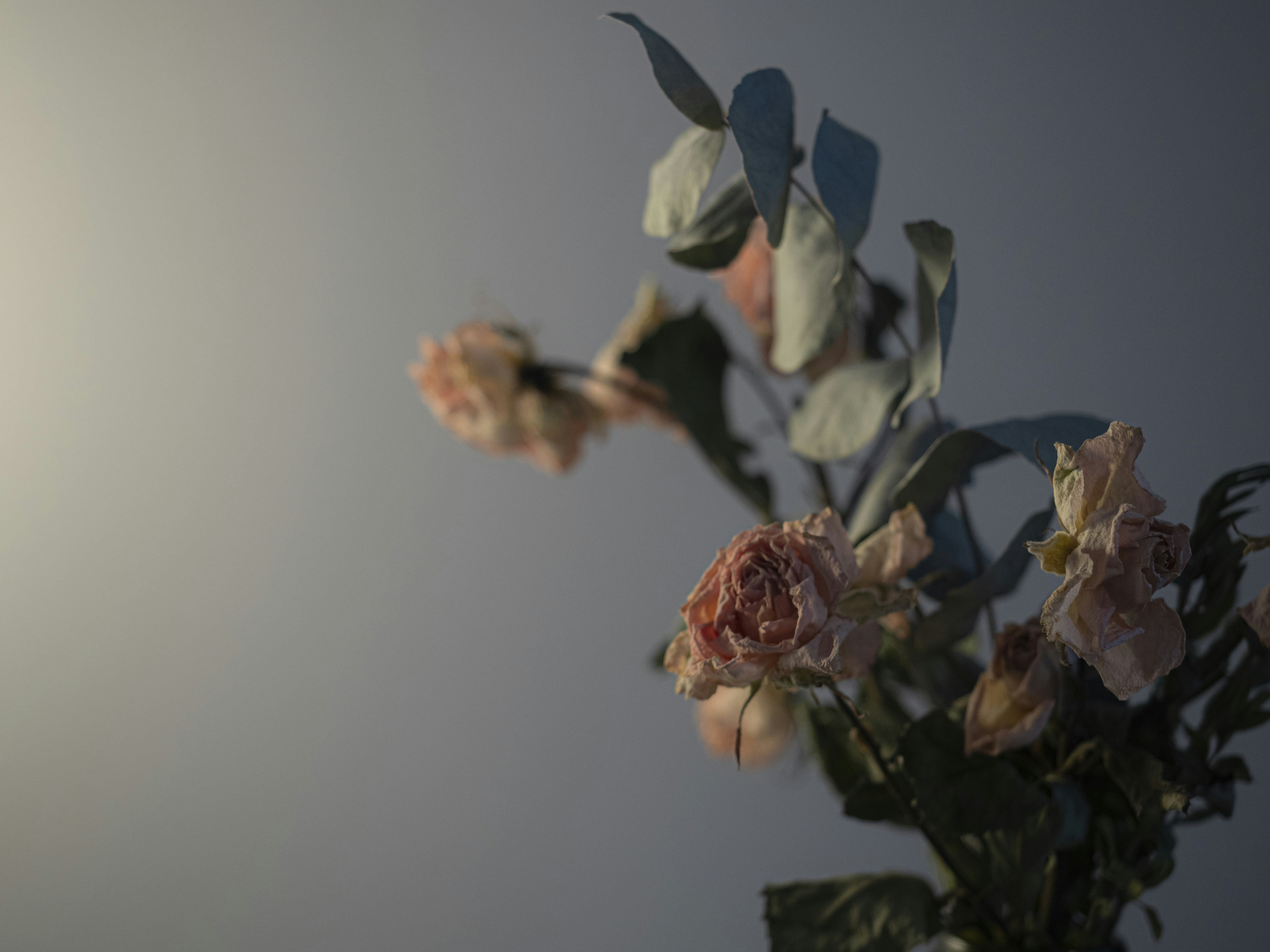 Dried roses and eucalyptus leaves arranged artistically against a softly lit background, evoking nostalgia and beauty in decay.