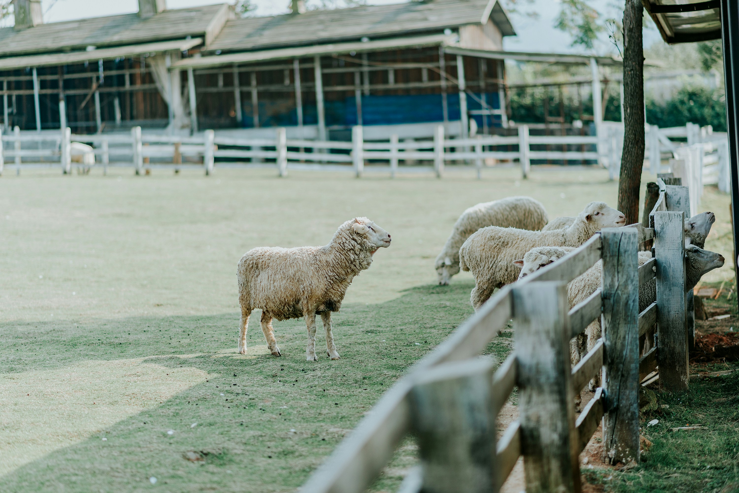 A flock of sheep grazing near a wooden fence on a tranquil farm, with a rustic barn in the background.