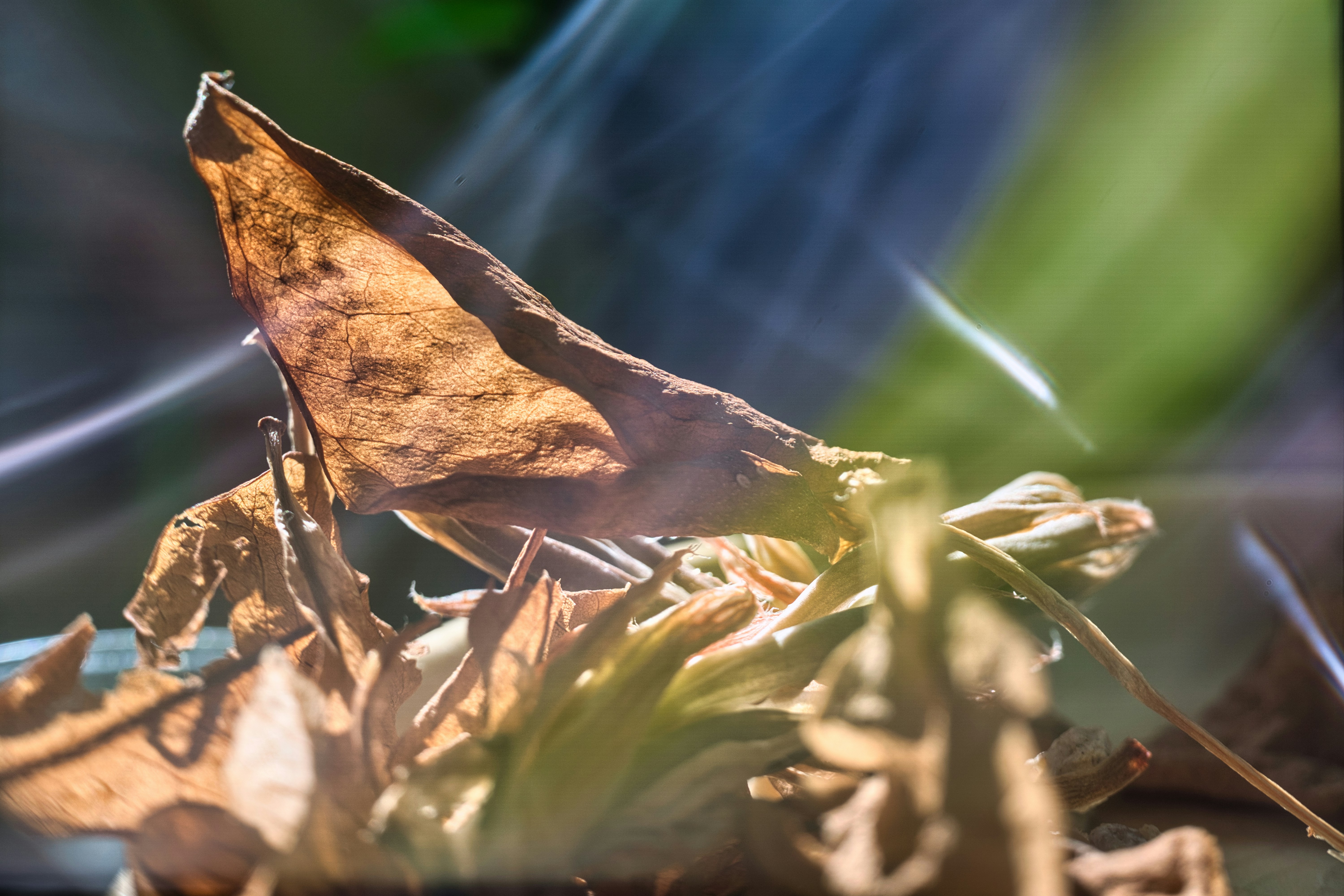 Bronze Leaf on a Quiet Stage: A Macro Study of Texture Among Twigs