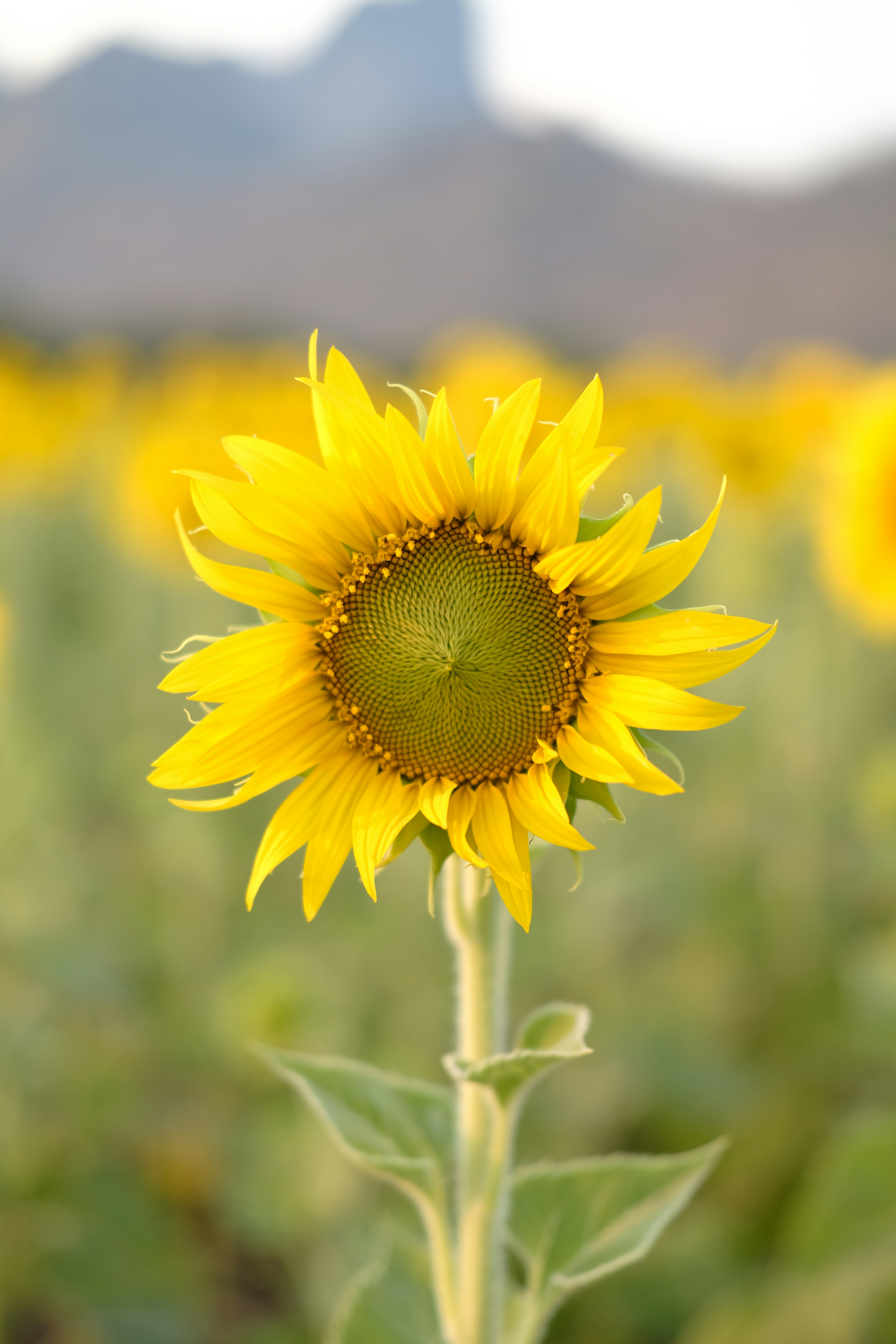 Golden Petal Symphony