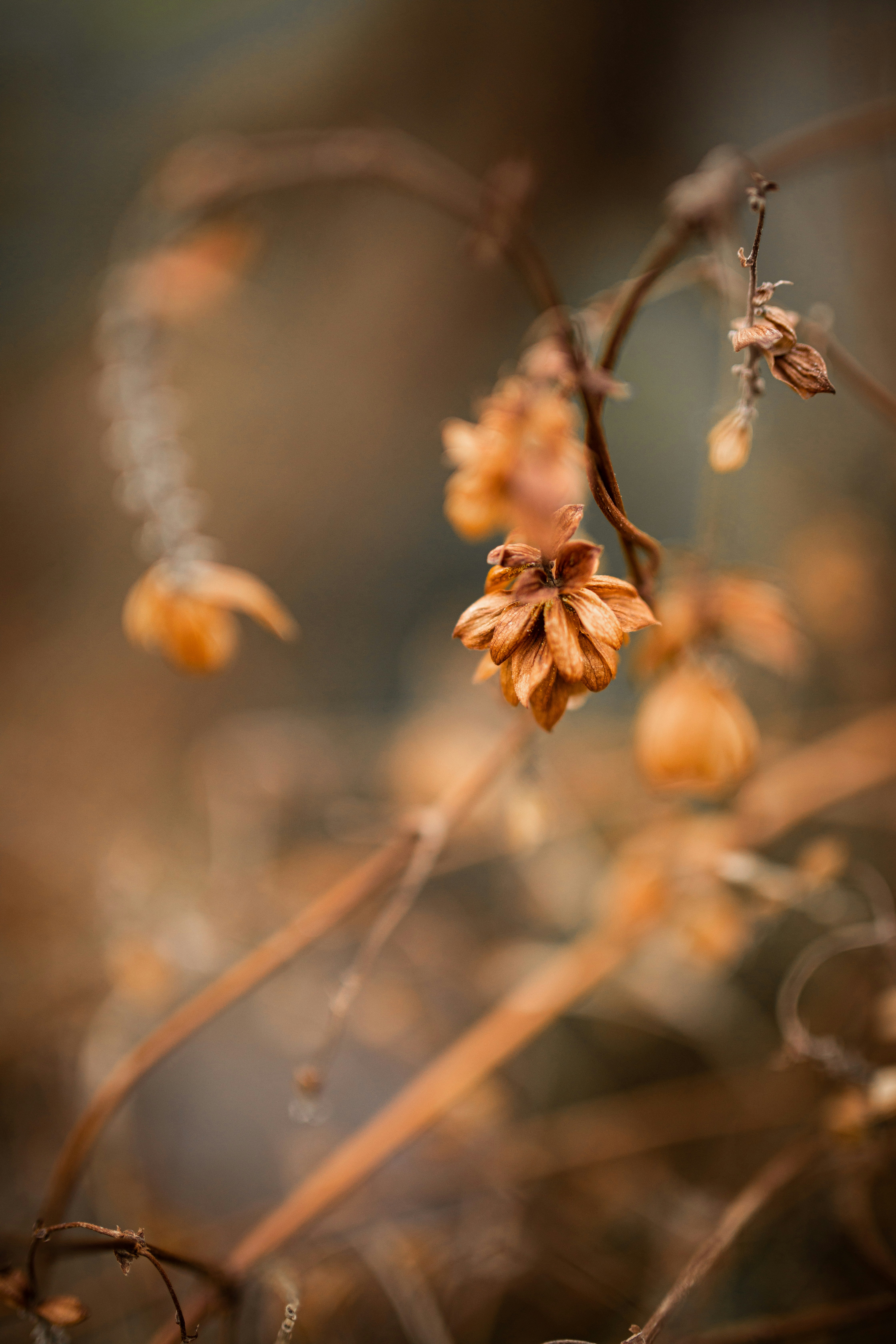 Dried, golden-brown flowers delicately suspended on thin stems, evoking the quiet beauty of autumn's transition.