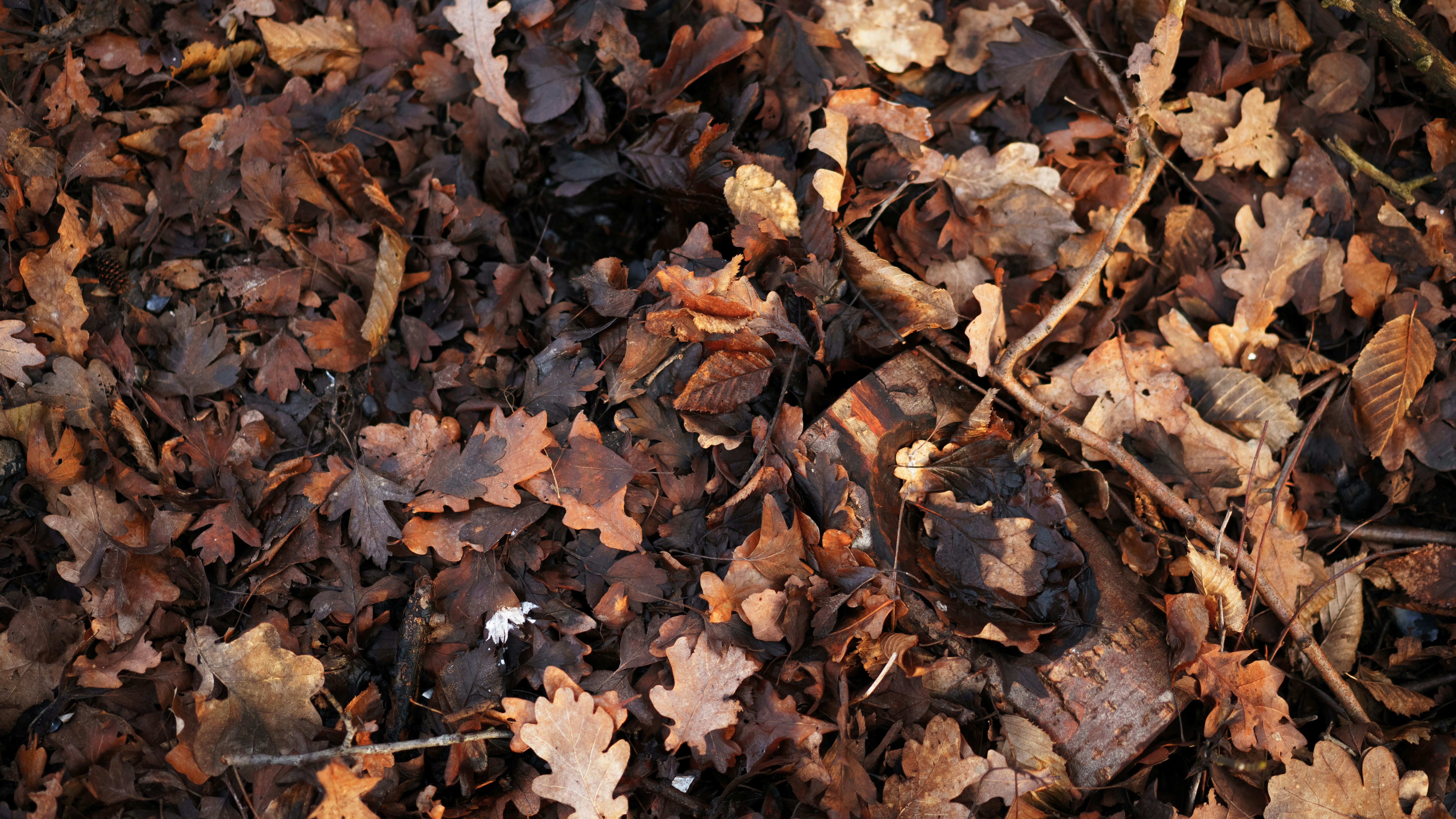 A rich tapestry of fallen oak leaves intermingled with twigs and bark, showcasing the earthy palette of autumn. The scene captures the intricate textures and colors of nature's seasonal transition.