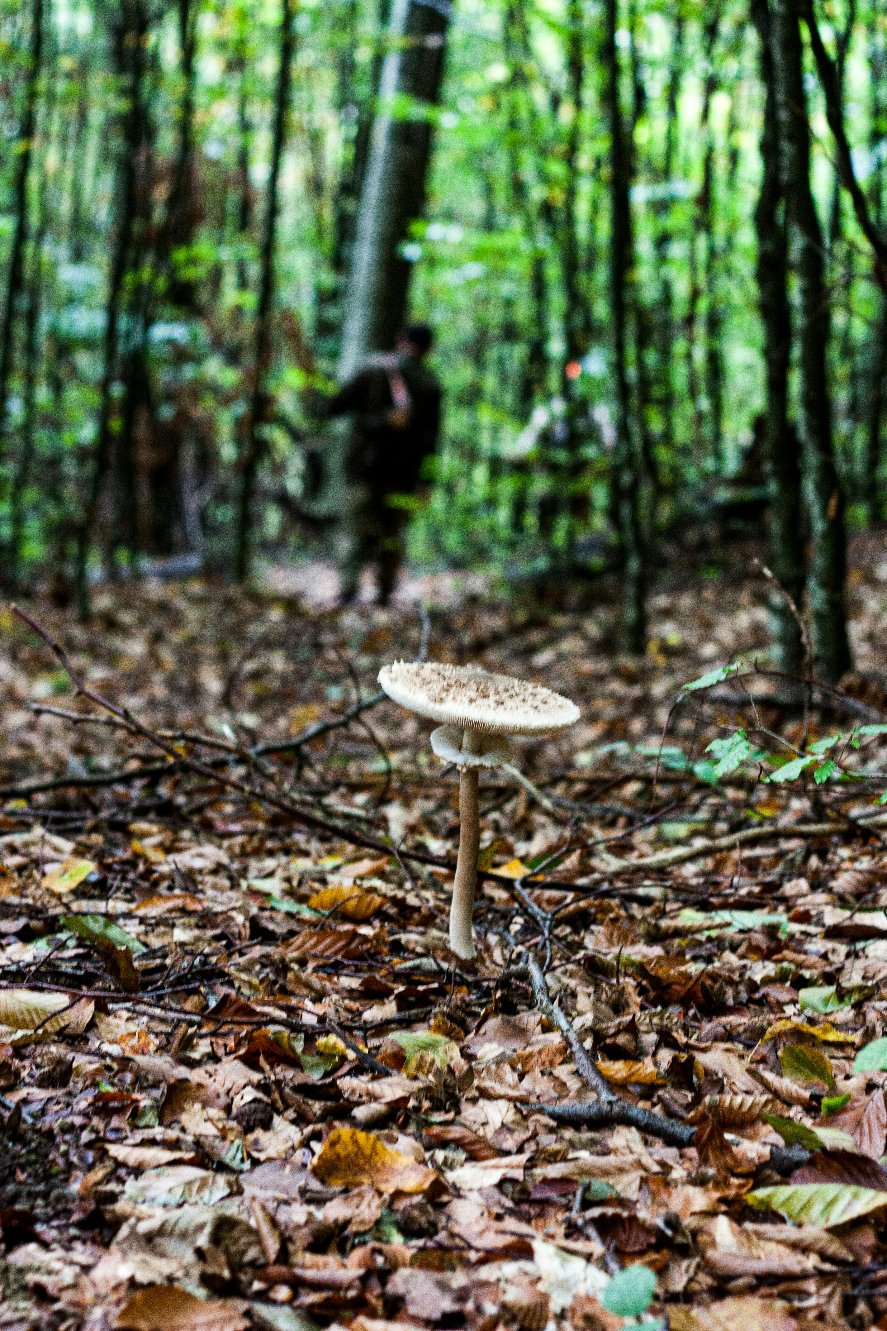 Fungus toadstool | brown mushroom in the middle of forest during daytime