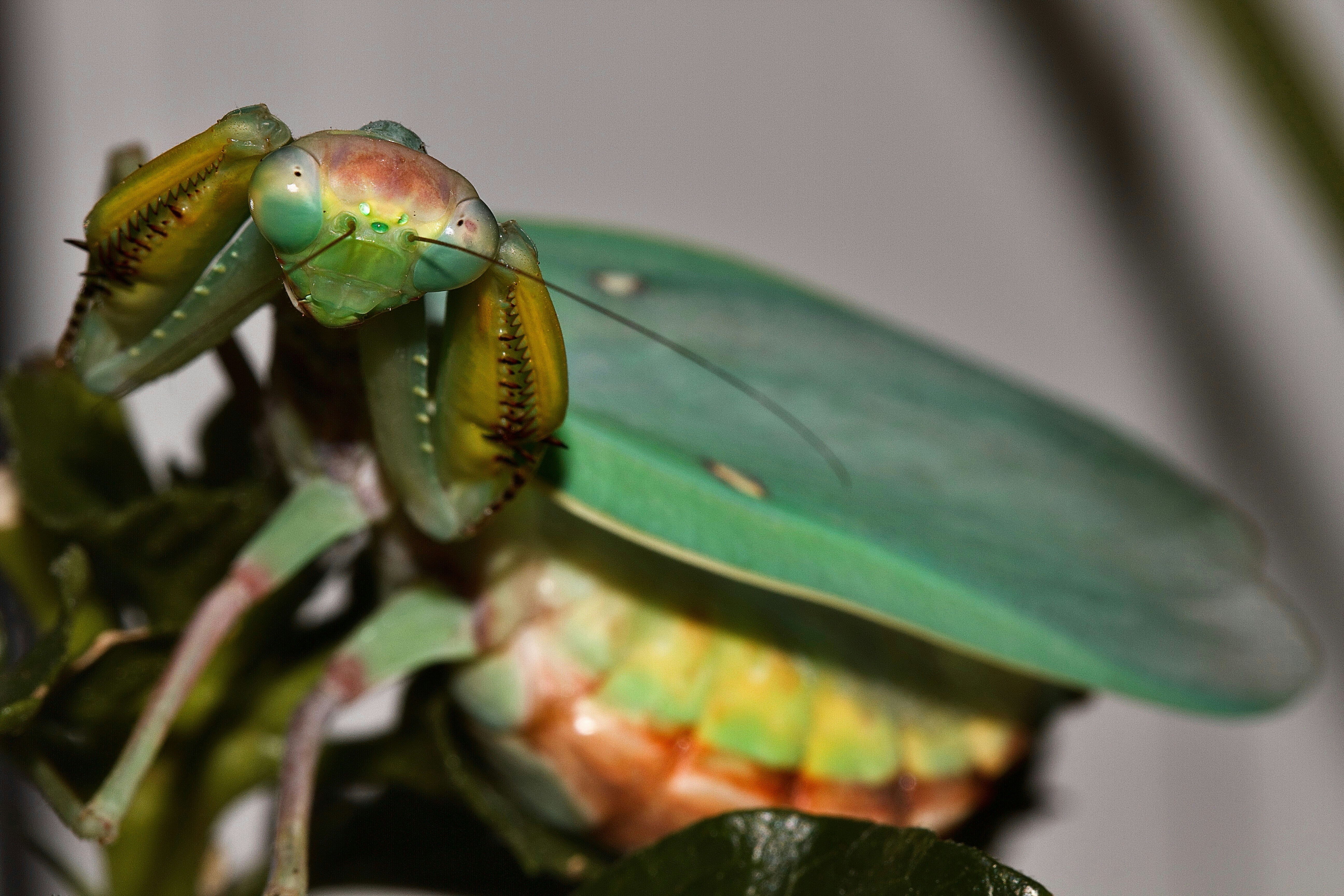 Close-up of a vibrant green praying mantis perched on a leaf, showcasing its striking features and intricate details.