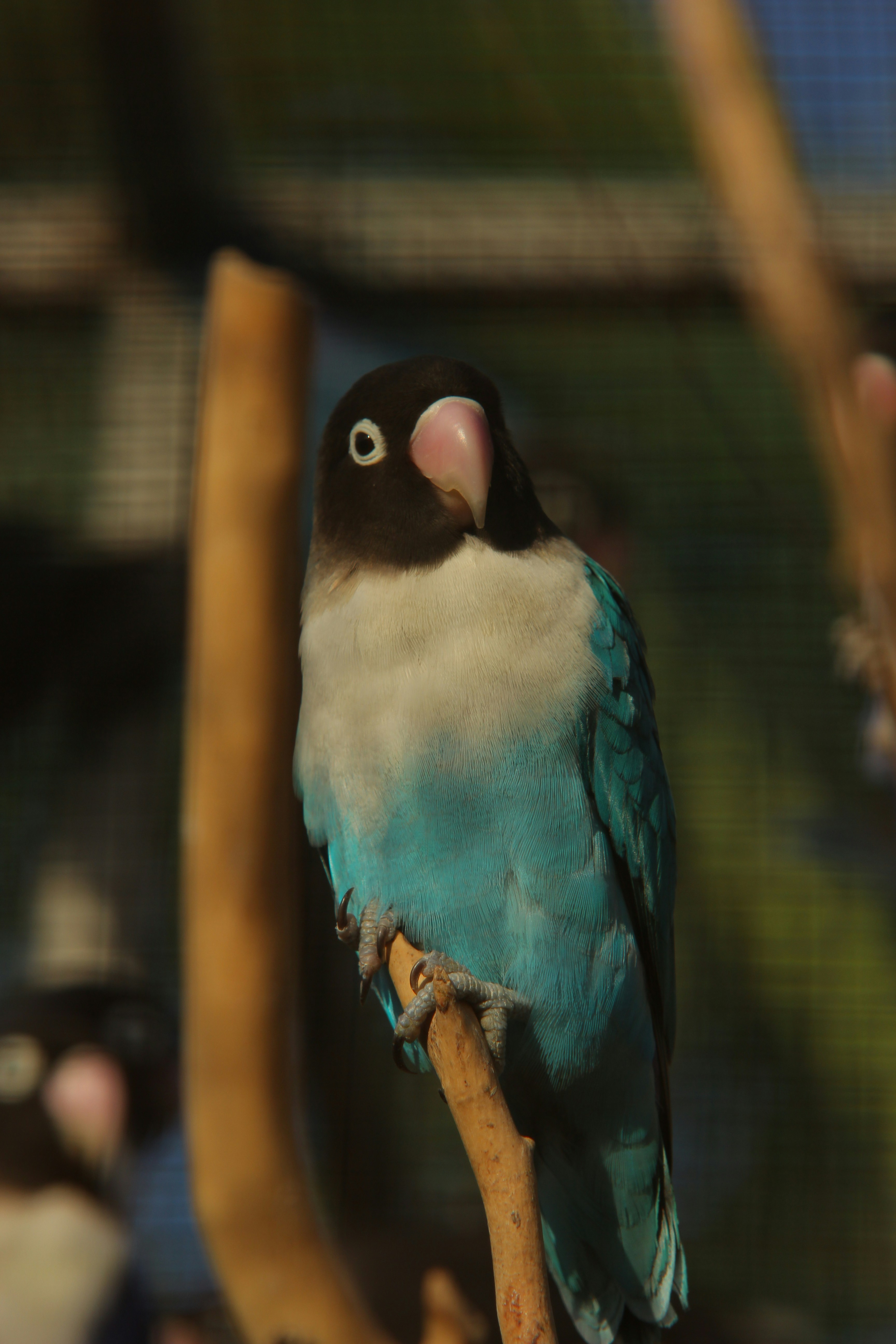 Azure Whisper: A Lovebird Perched in a Cage's Quiet Light