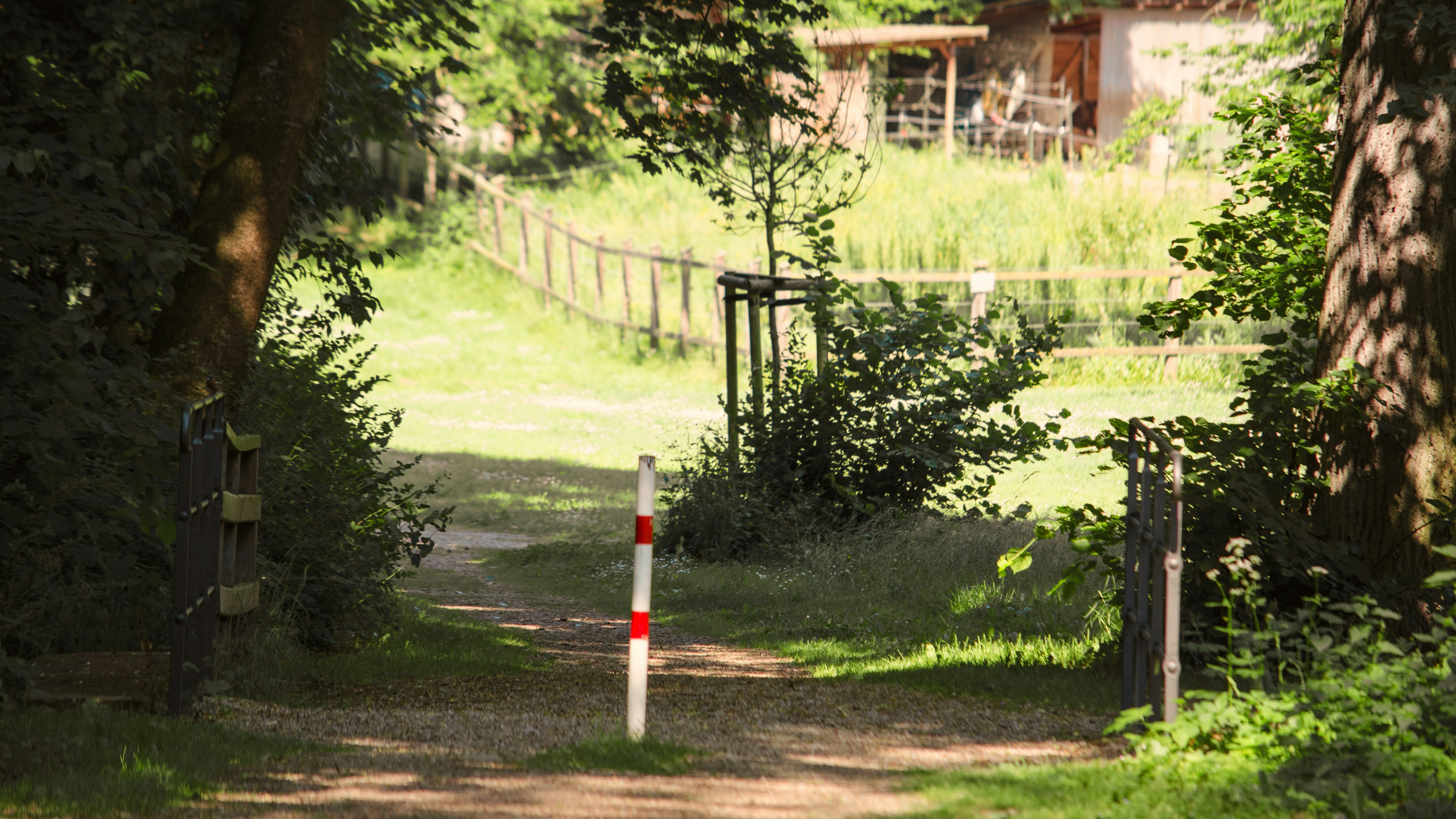 Sunlit Forest Path Framed by Rustic Posts and a Trail Marker