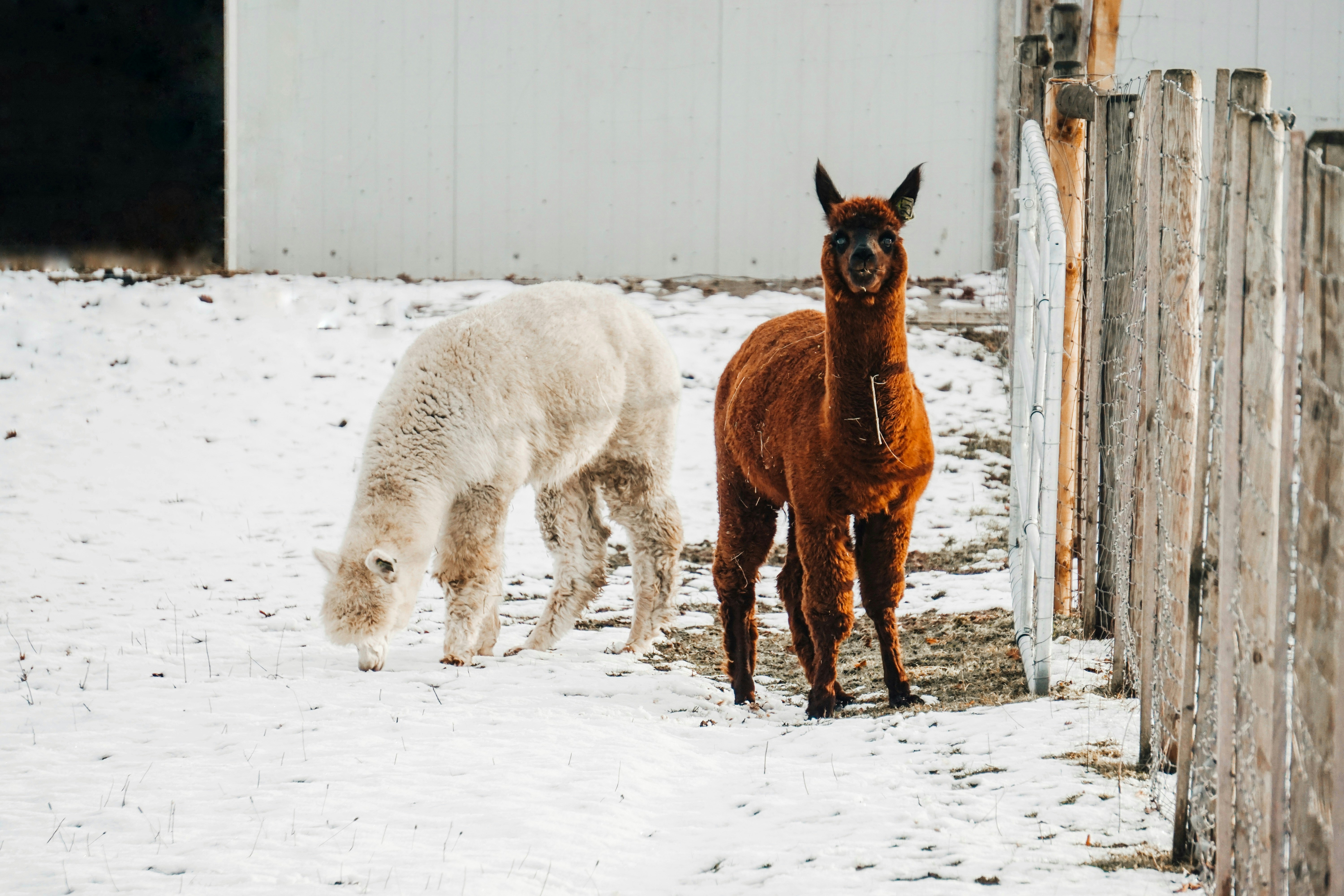 Snowlit Farm Moment: A Brown Llama Stands Guard by a White Llama