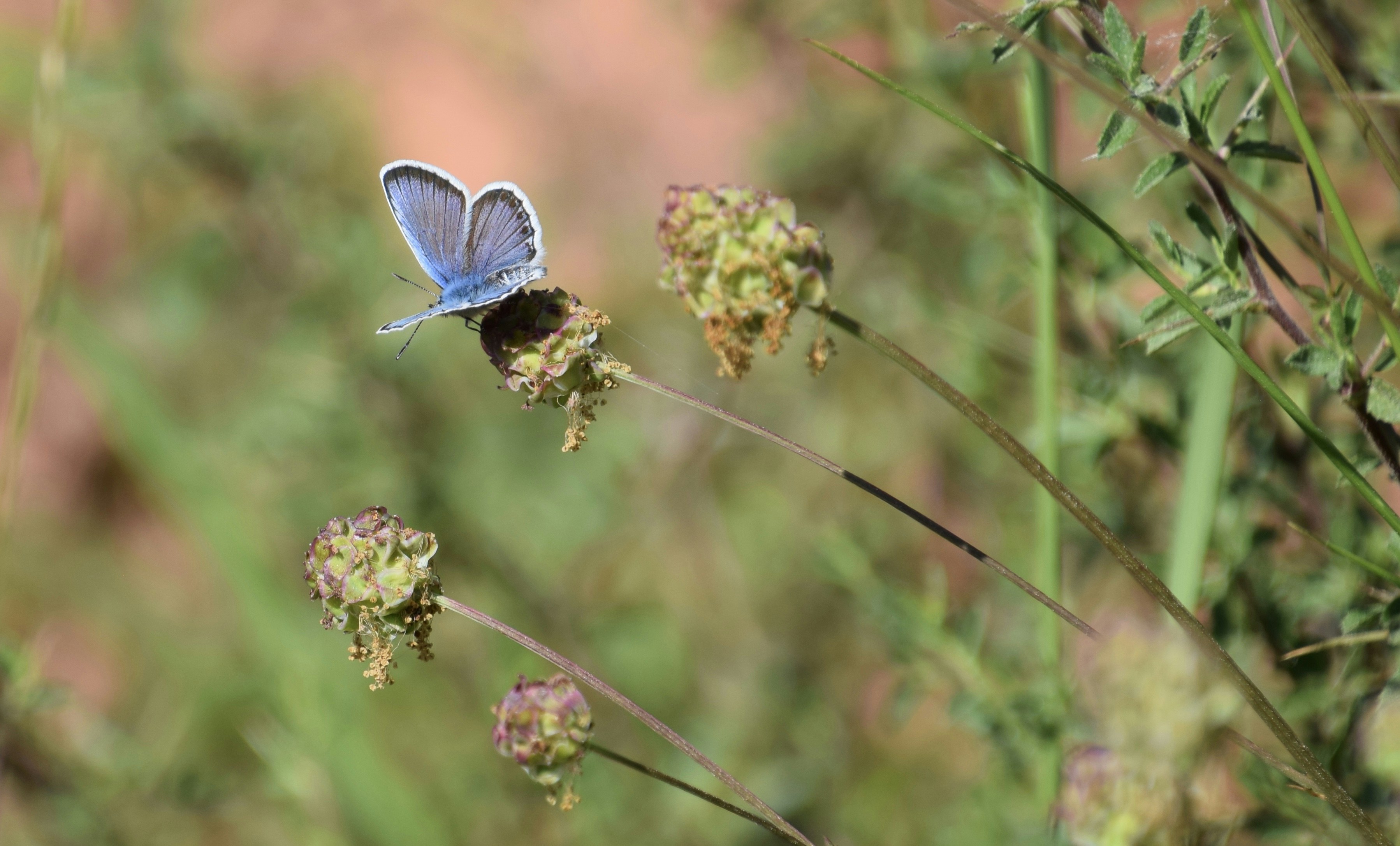 Azure Butterfly on a Delicate Seed Head in a Sunlit Meadow