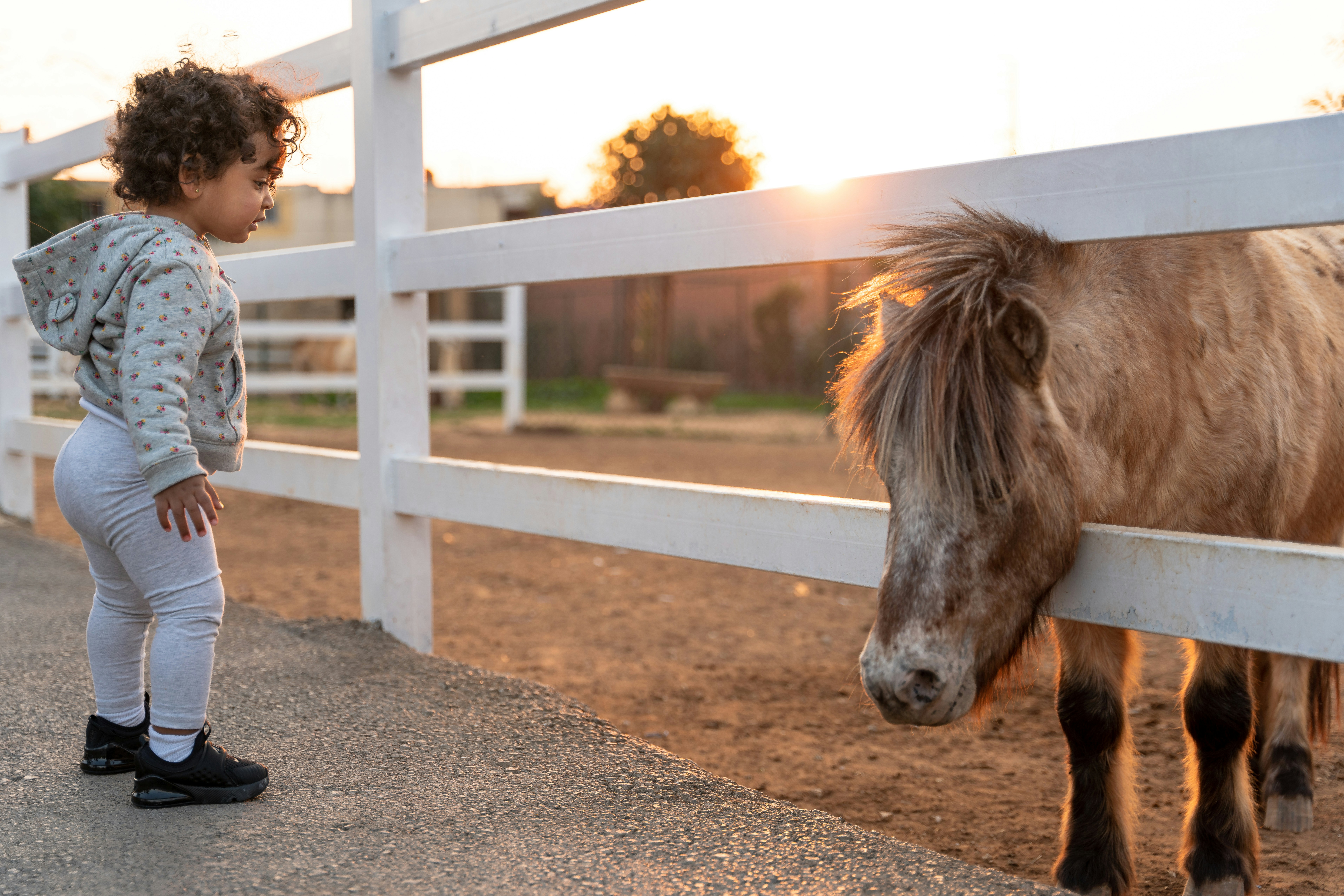 Young child gazing at a pony through a white fence during sunset. The warm light enhances the connection between them.