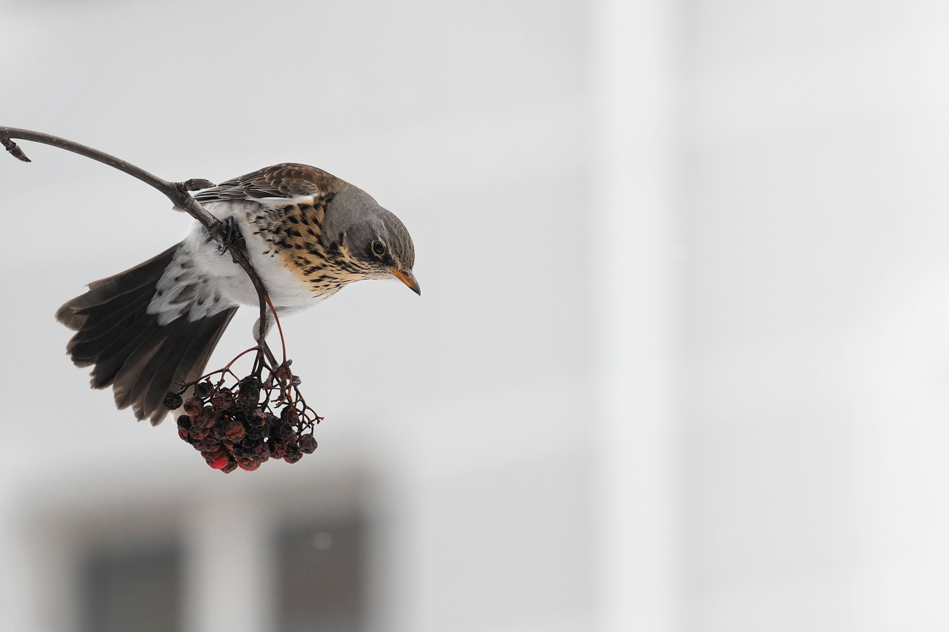 Small bird in mid-flight carries a cluster of red berries against a soft, pale urban background. This is a naturalistic shot focusing on motion and delicate plumage details.