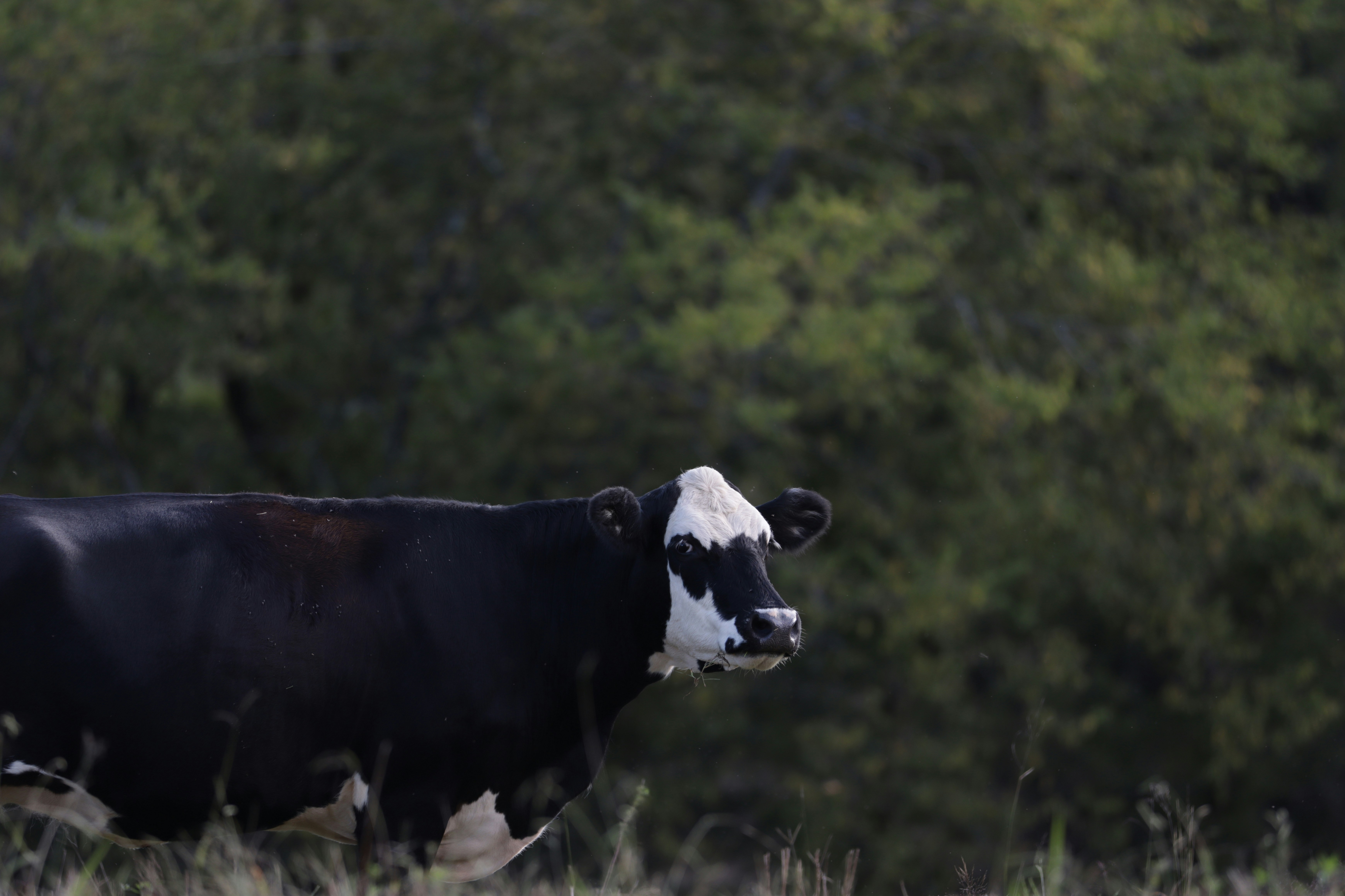 Black and white cow standing in a lush green field with dense trees in the background.