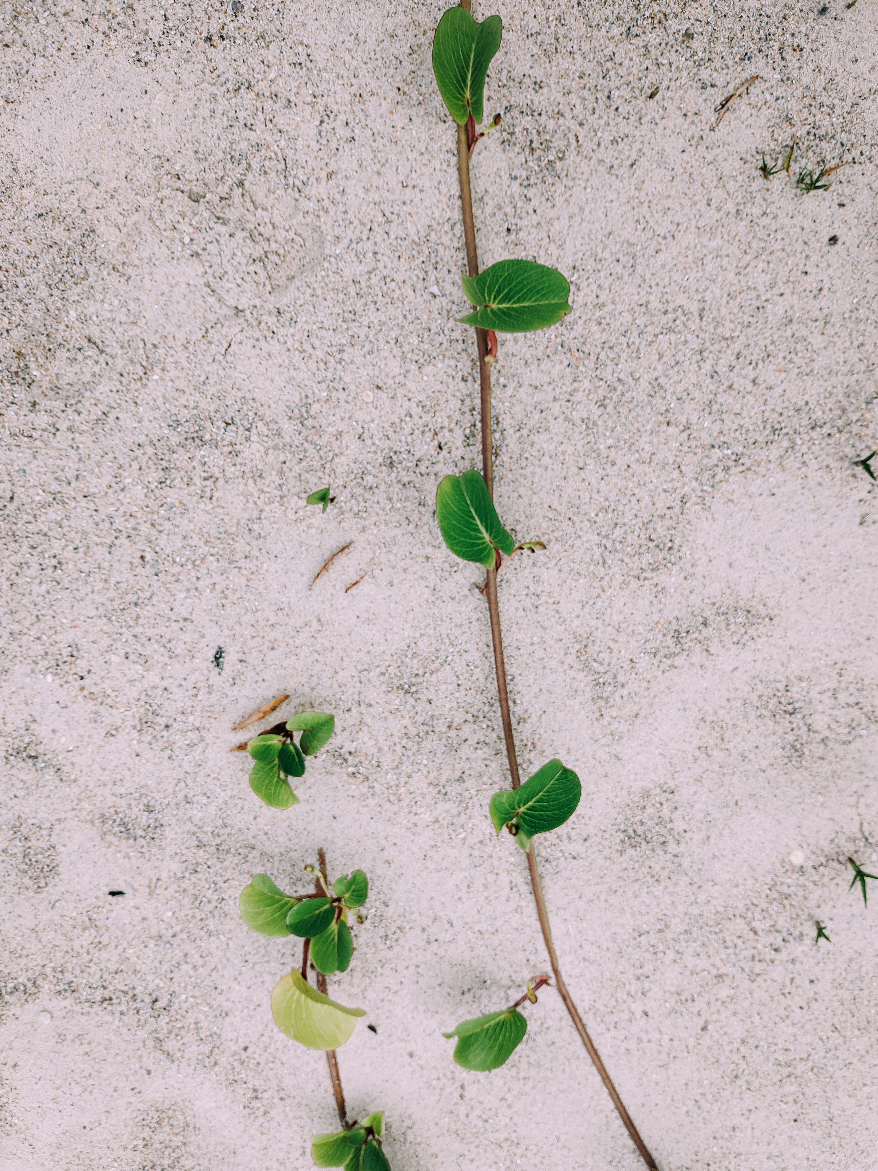 Slim vine with alternating green leaves climbs a pale sandy backdrop.
