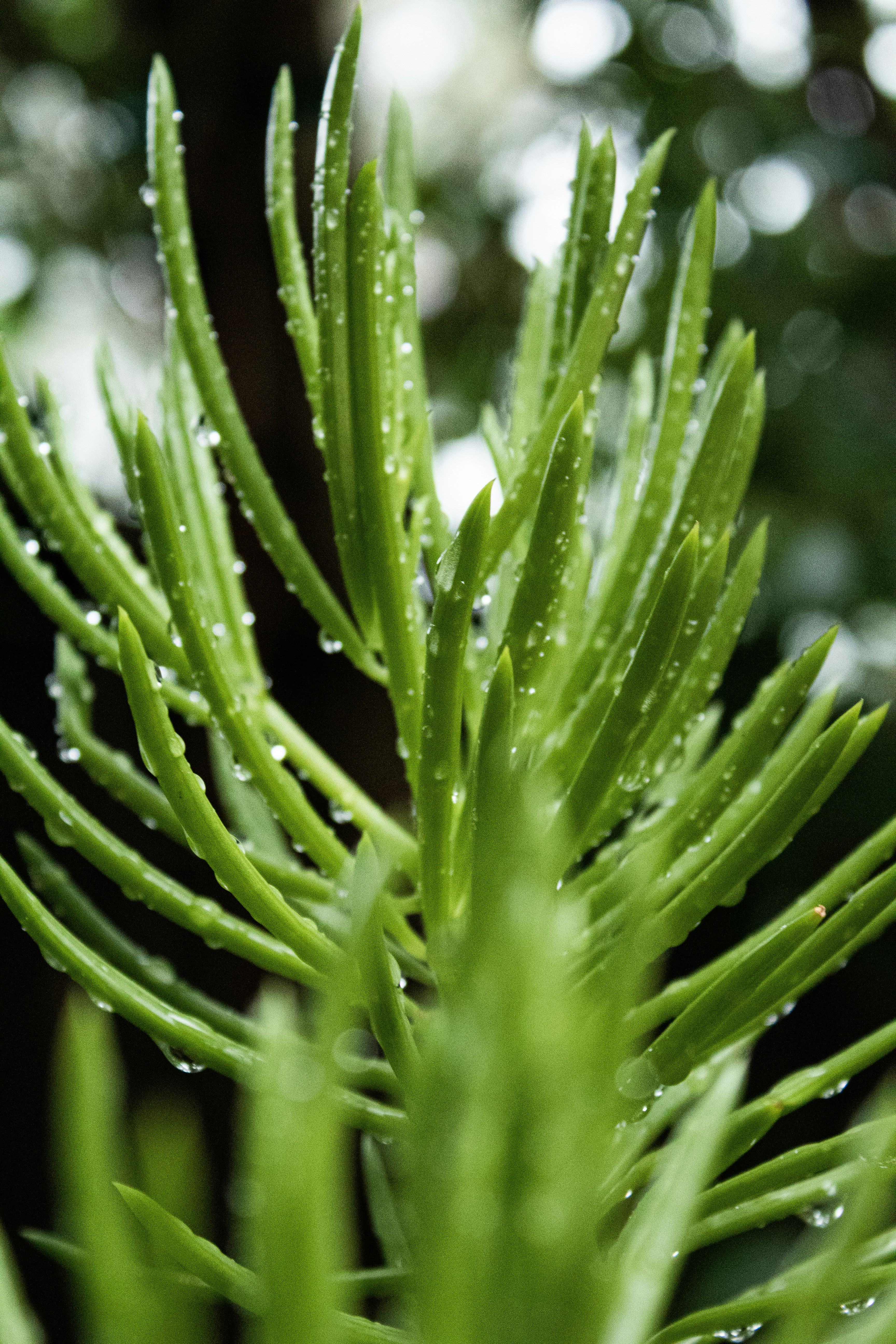 Close-up of green plant leaves adorned with droplets of water, showcasing intricate textures and vibrant hues.